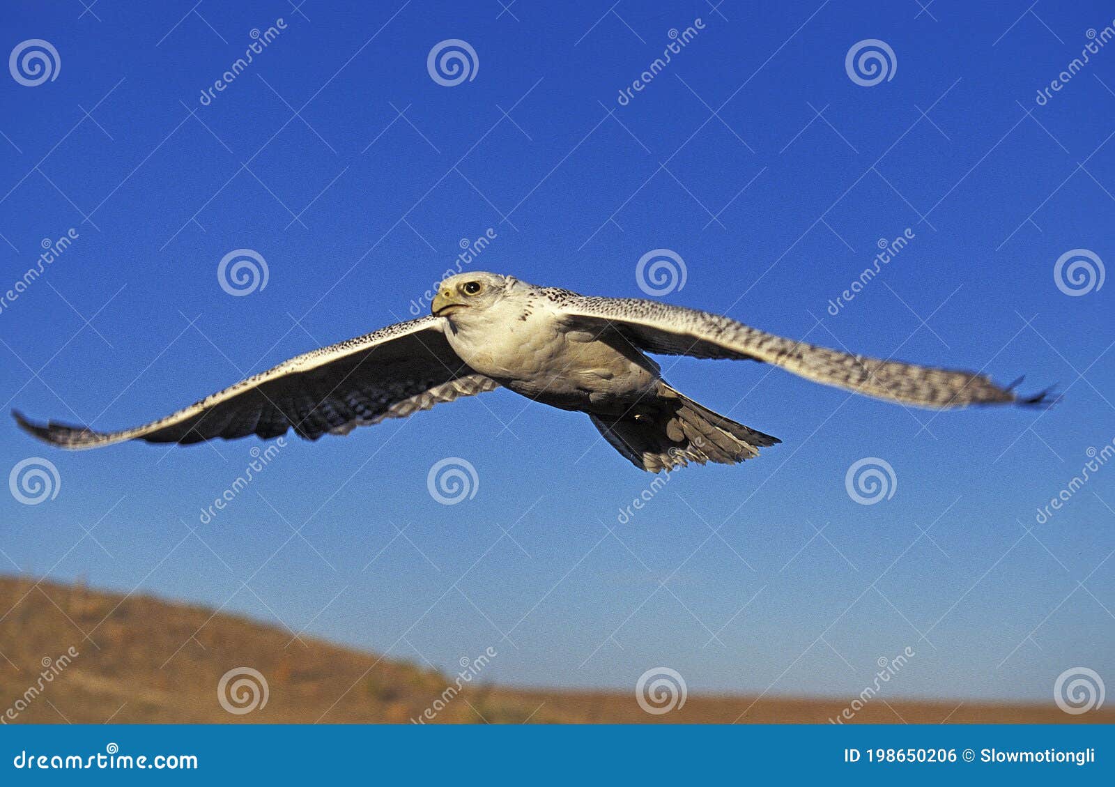 Gyrfalcon, Falco Rusticolus, Bird Of Prey Fly. Flying Rare Bird With ...