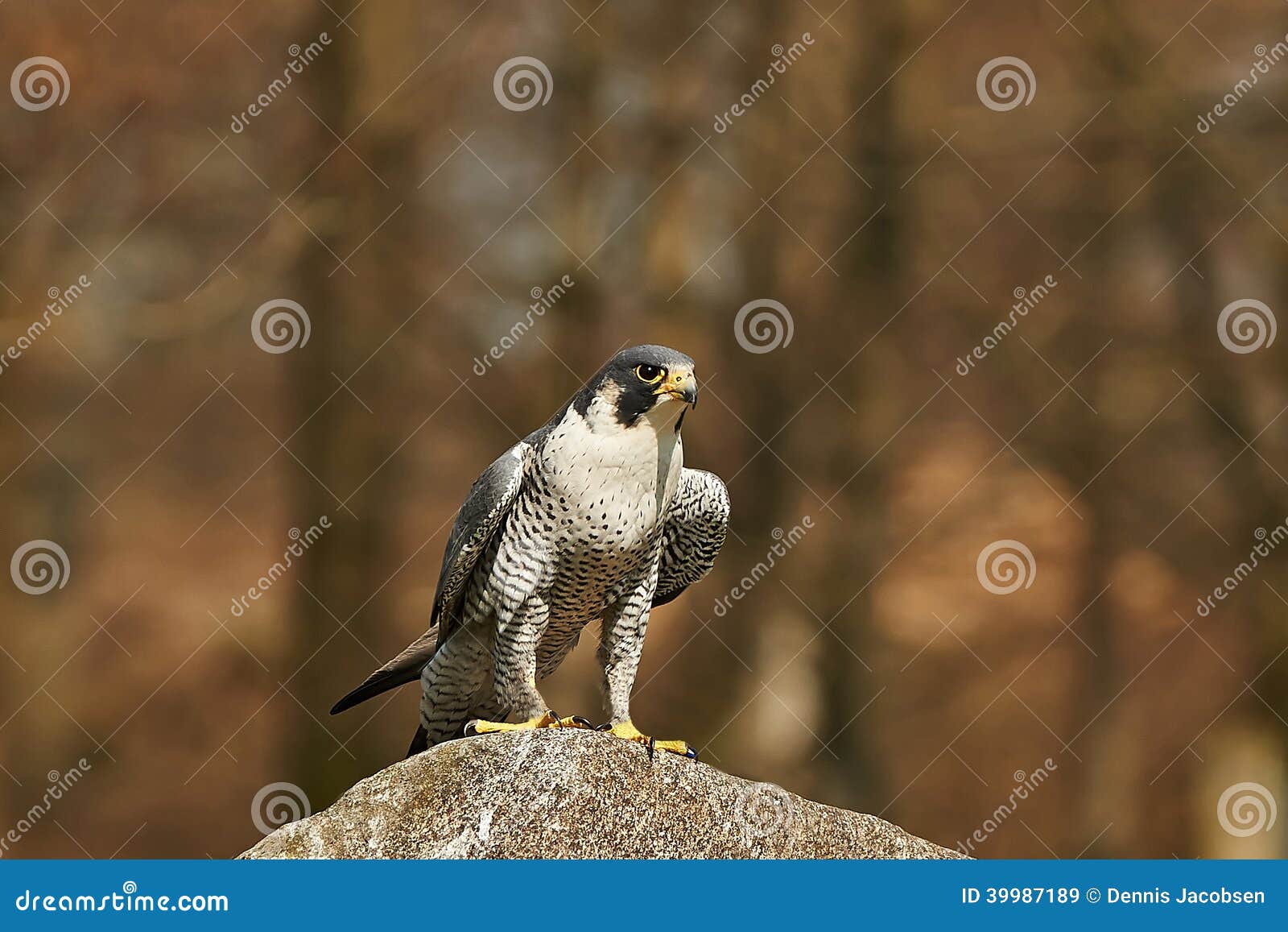 Gyrfalcon (falco Rusticolus) Stock Image - Image of fauna, wildlife ...