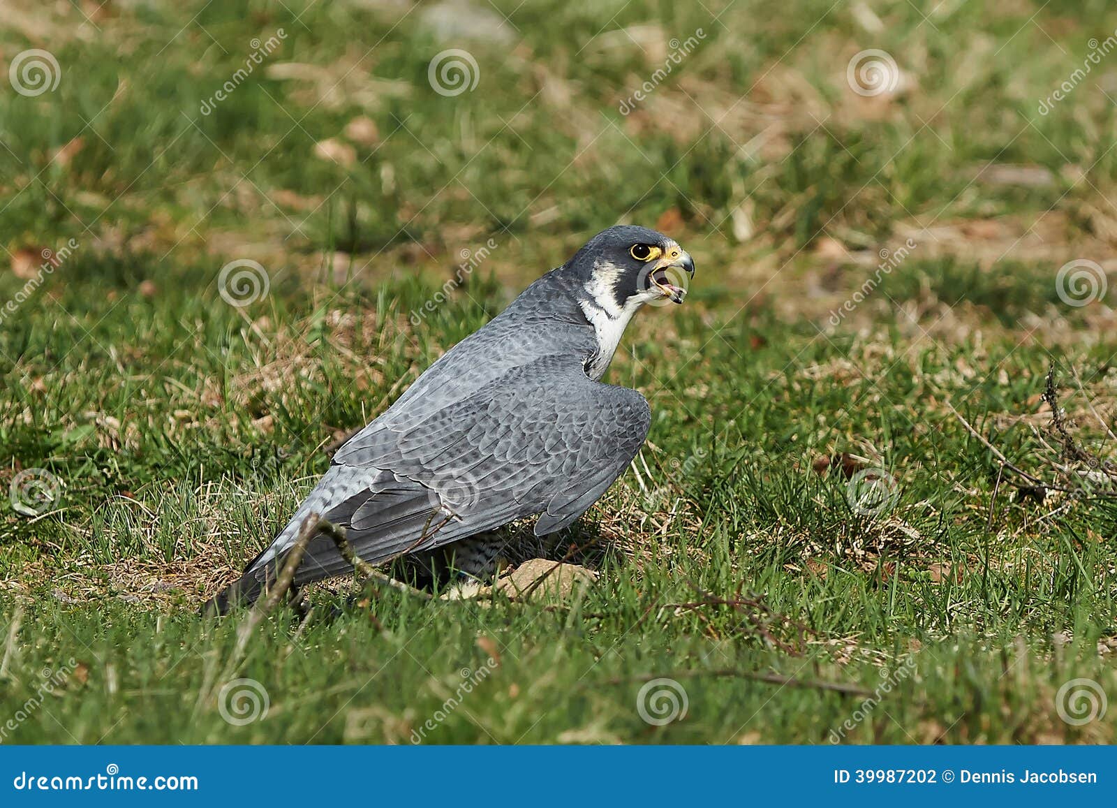 Gyrfalcon (falco Rusticolus) Stock Photo - Image of bird, nature: 39987202