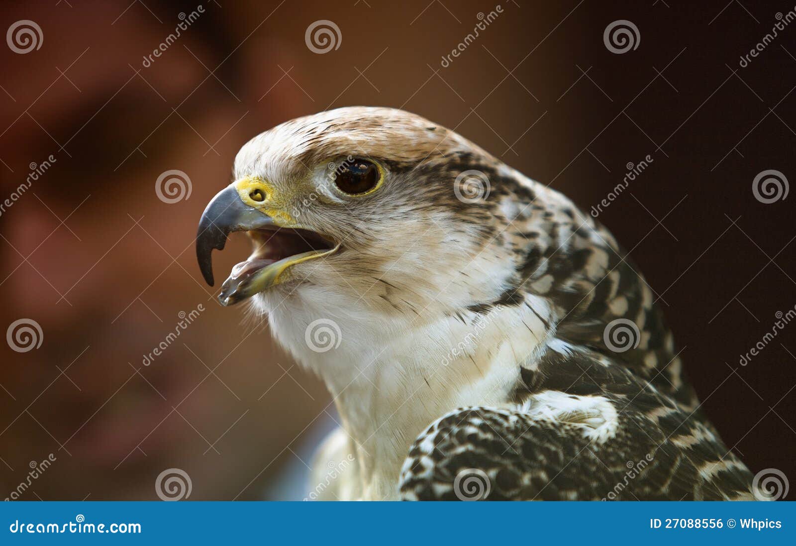 Gyrfalcon, or Gerfalcon, Falco Rusticolus Stock Photo - Image of ...