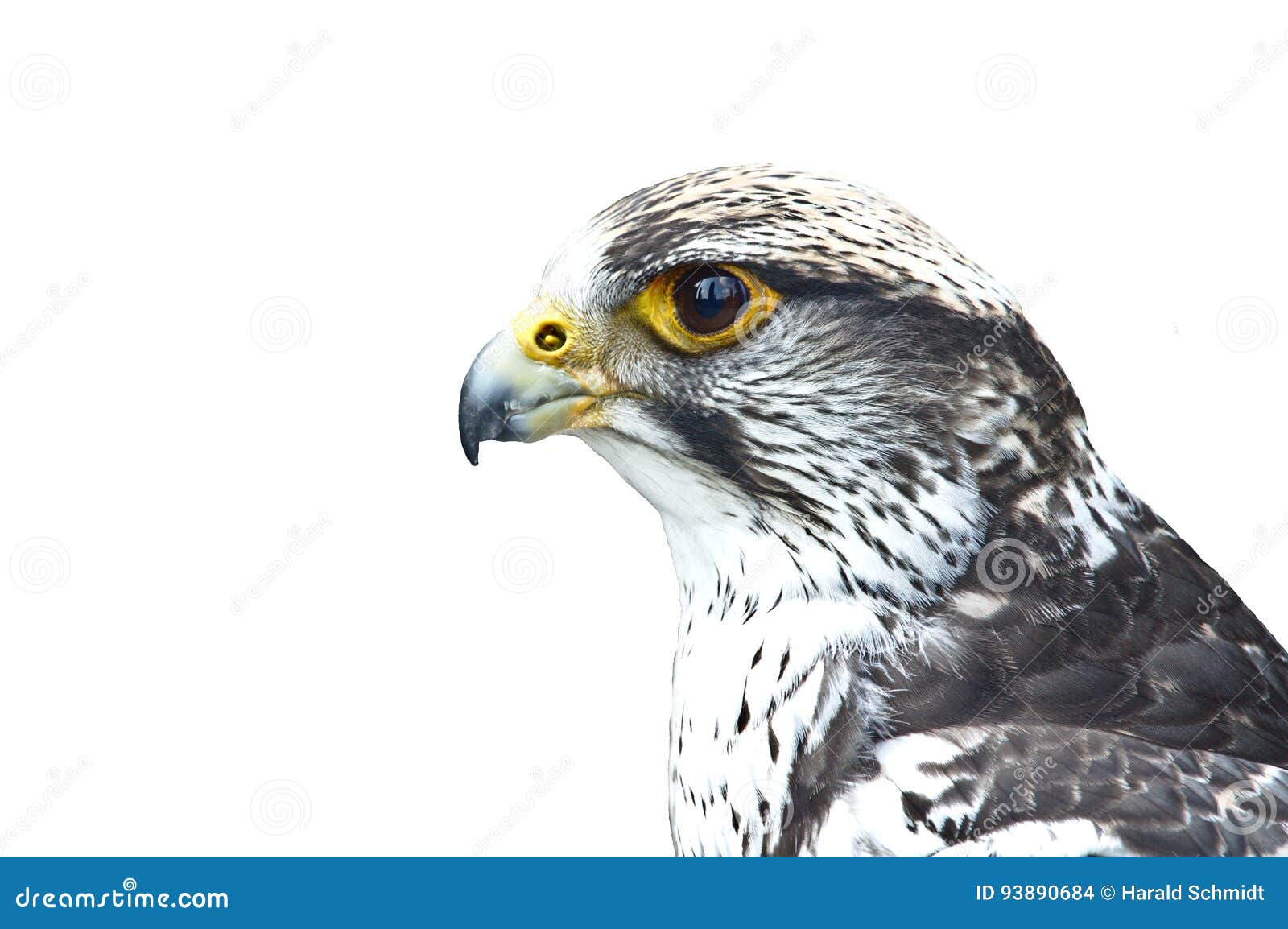 Gyrfalcon portrait stock photo. Image of power, intention - 93890684