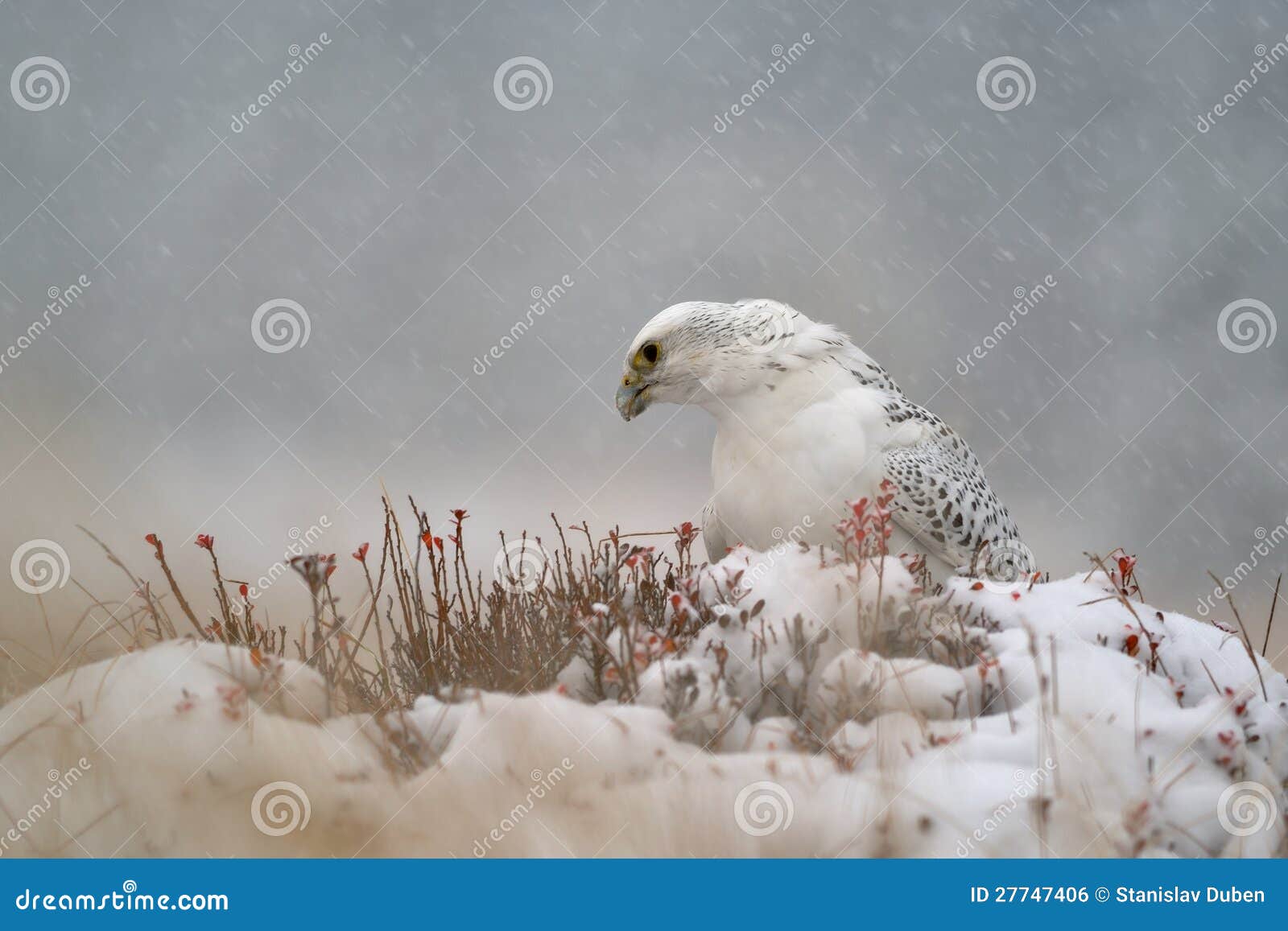 Gyrfalcon on snowy winter stock photo. Image of ornithology - 27747406
