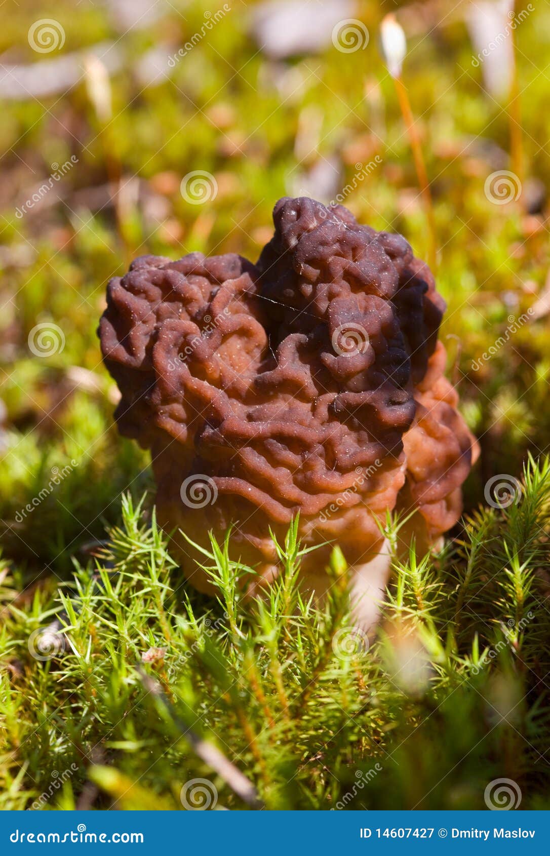 Gyromitra esculenta stock image. Image of edible, macro - 14607427