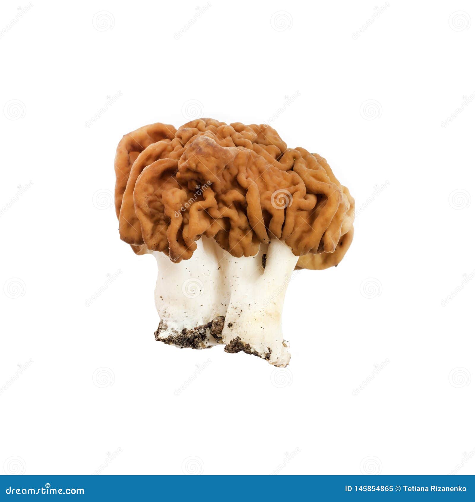 Gyromitra Esculenta Mushroom Stock Image - Image of spring, sponge ...