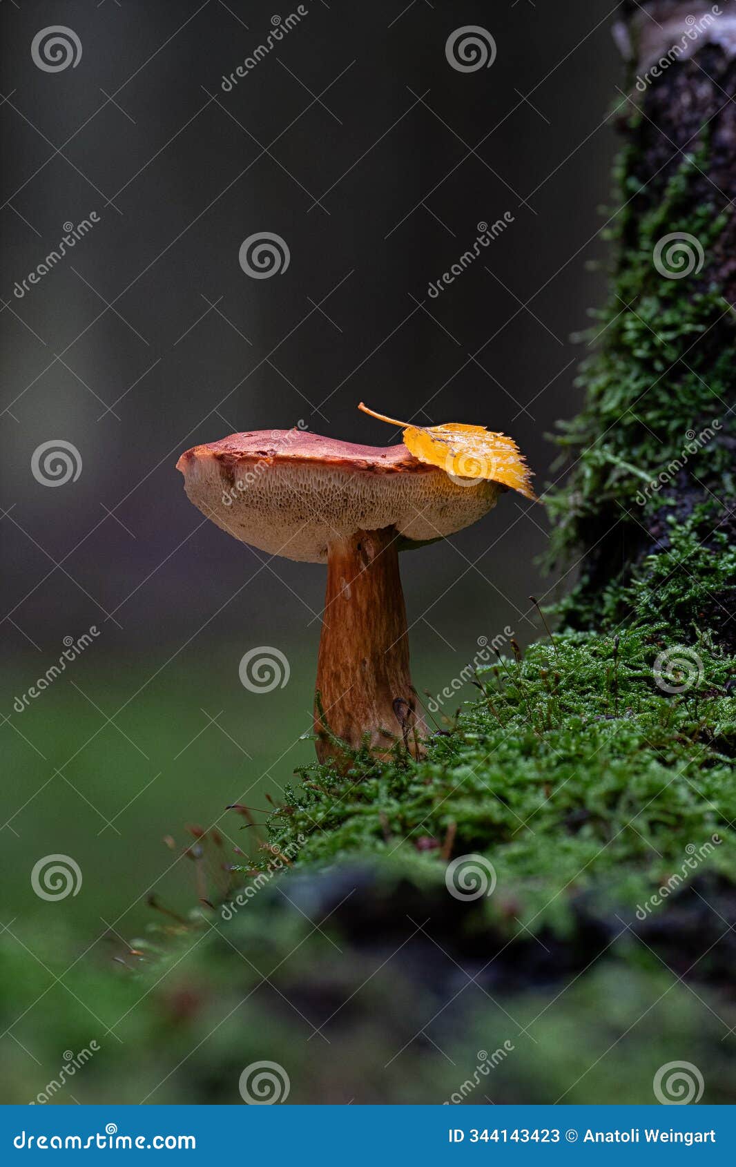 Gyroporus Castaneus. Chestnut Bolete. Moos Stock Image - Image of deli ...