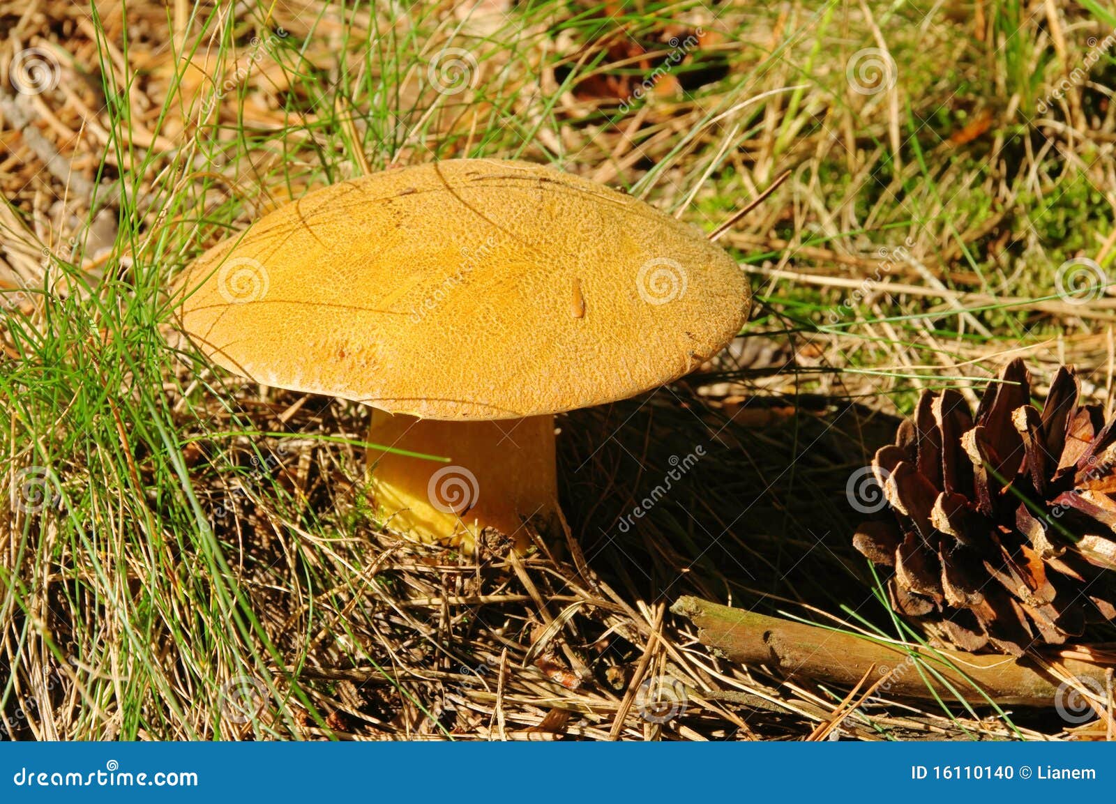 Gyroporus Cyanescens, Commonly Known As The Bluing Bolete Or The ...