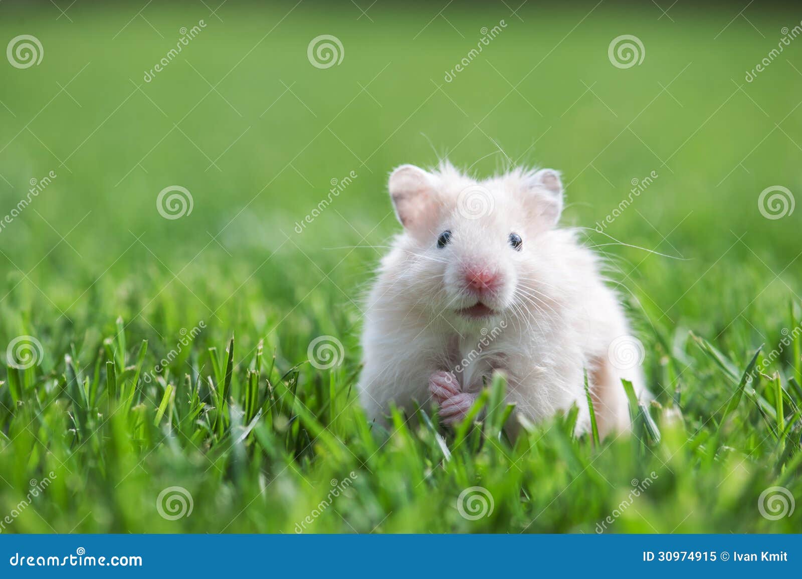 Hámster imagen de archivo. Imagen de mirada, barba, retén - 30974915