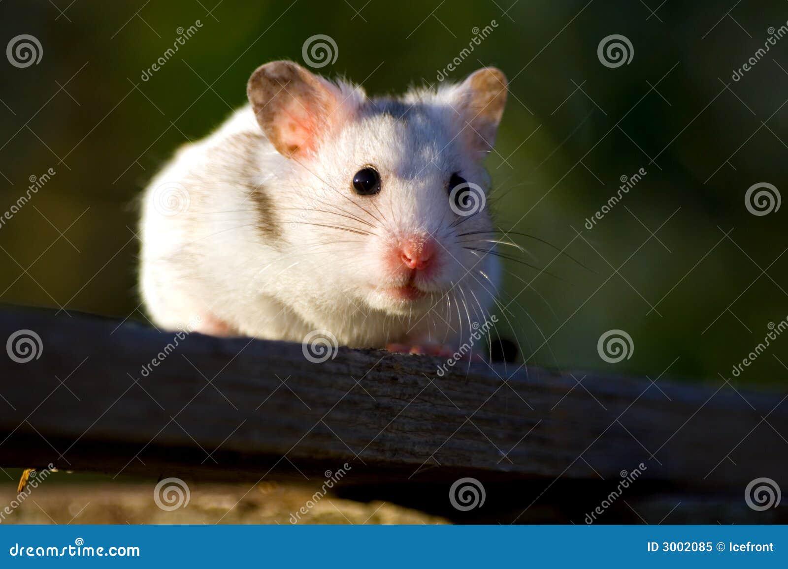 Hámster blanco imagen de archivo. Imagen de peludo, travieso - 3002085