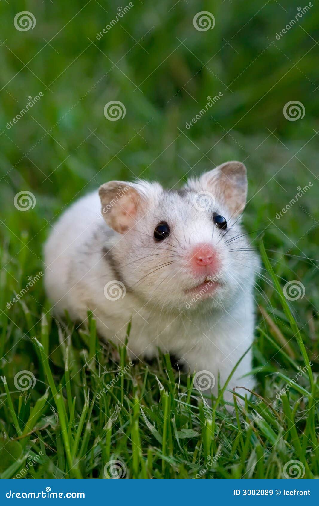 Hámster blanco imagen de archivo. Imagen de cuidado, animal - 3002089