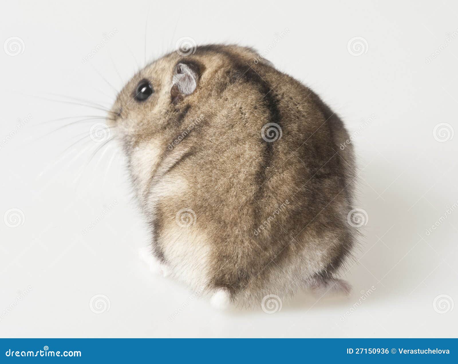 Hámster - cara posterior foto de archivo. Imagen de fondo - 27150936