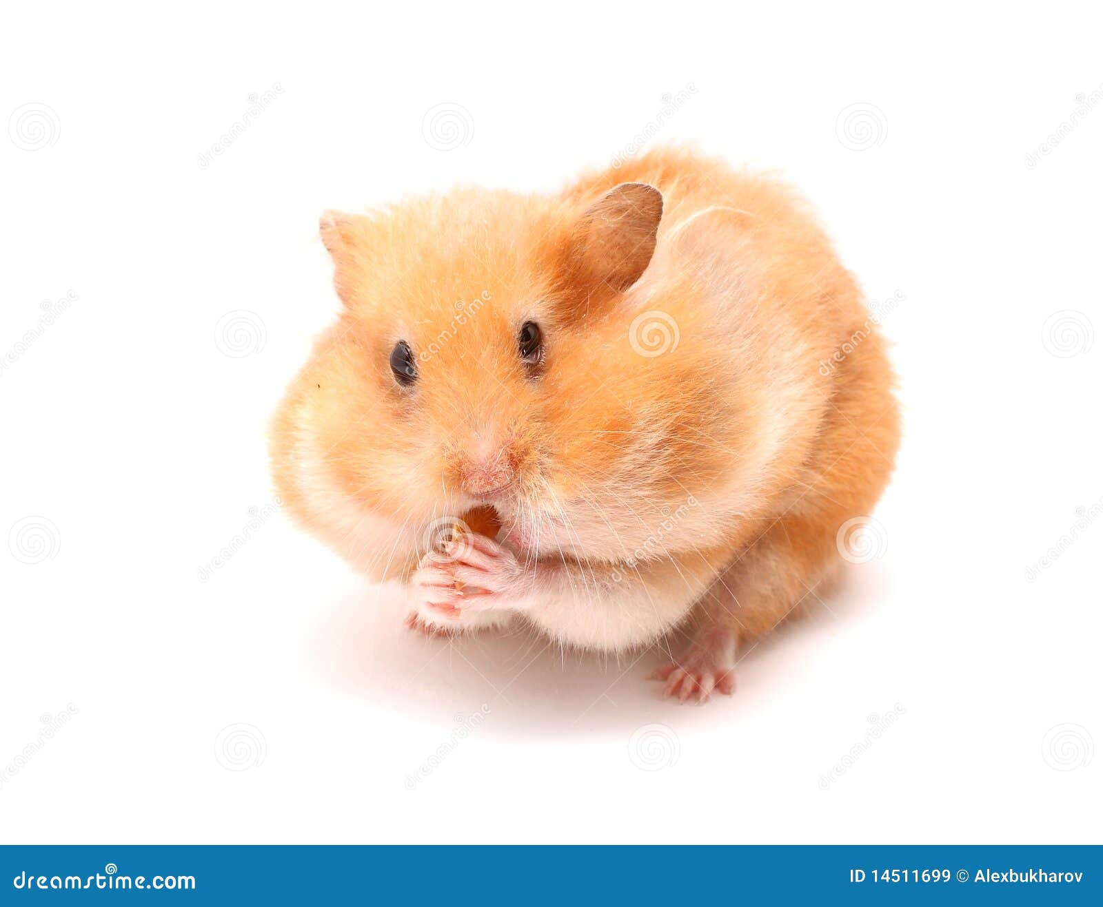 Hámster divertido imagen de archivo. Imagen de barba - 14511699