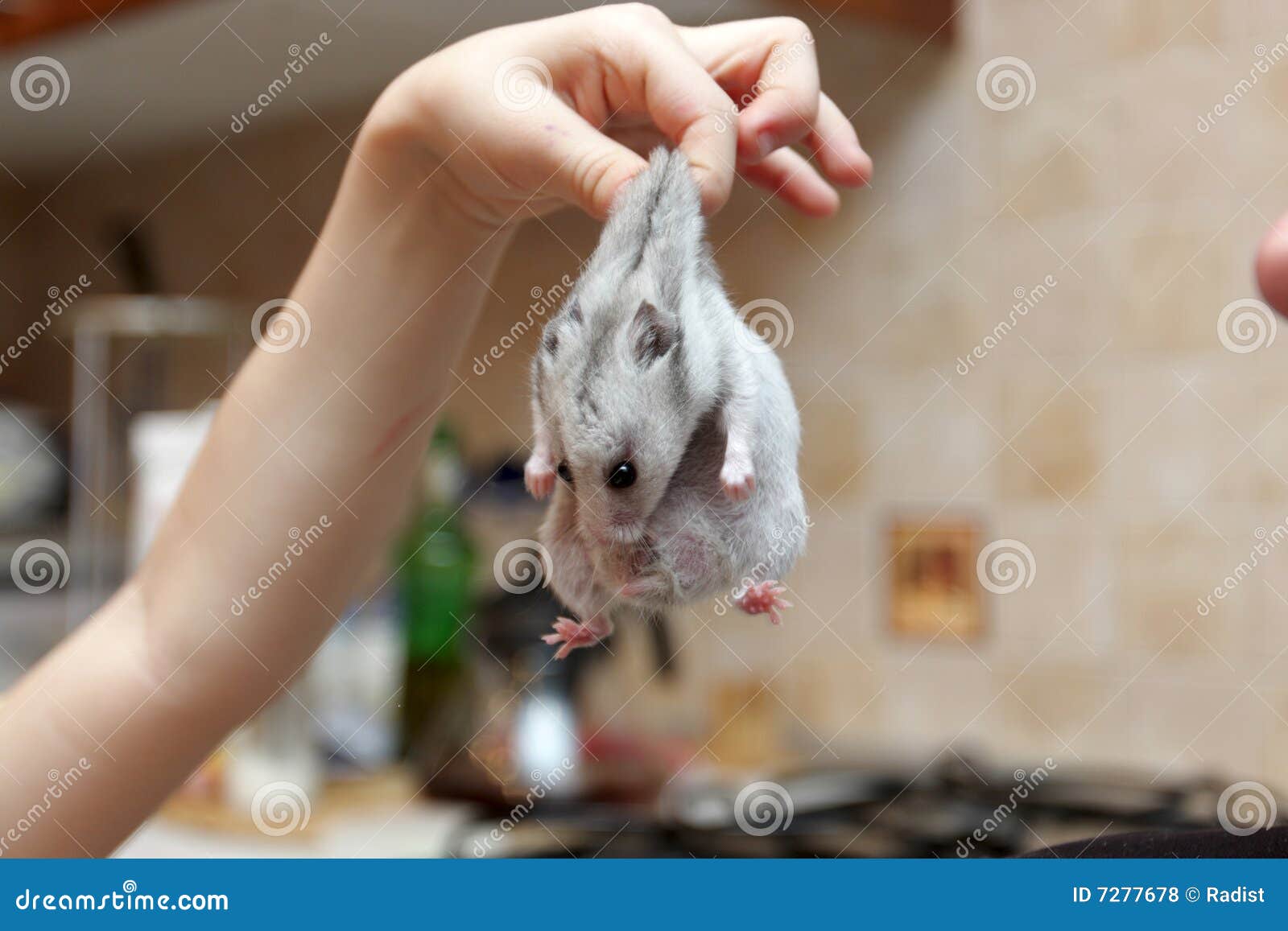 Hámster doméstico foto de archivo. Imagen de tenencia - 7277678