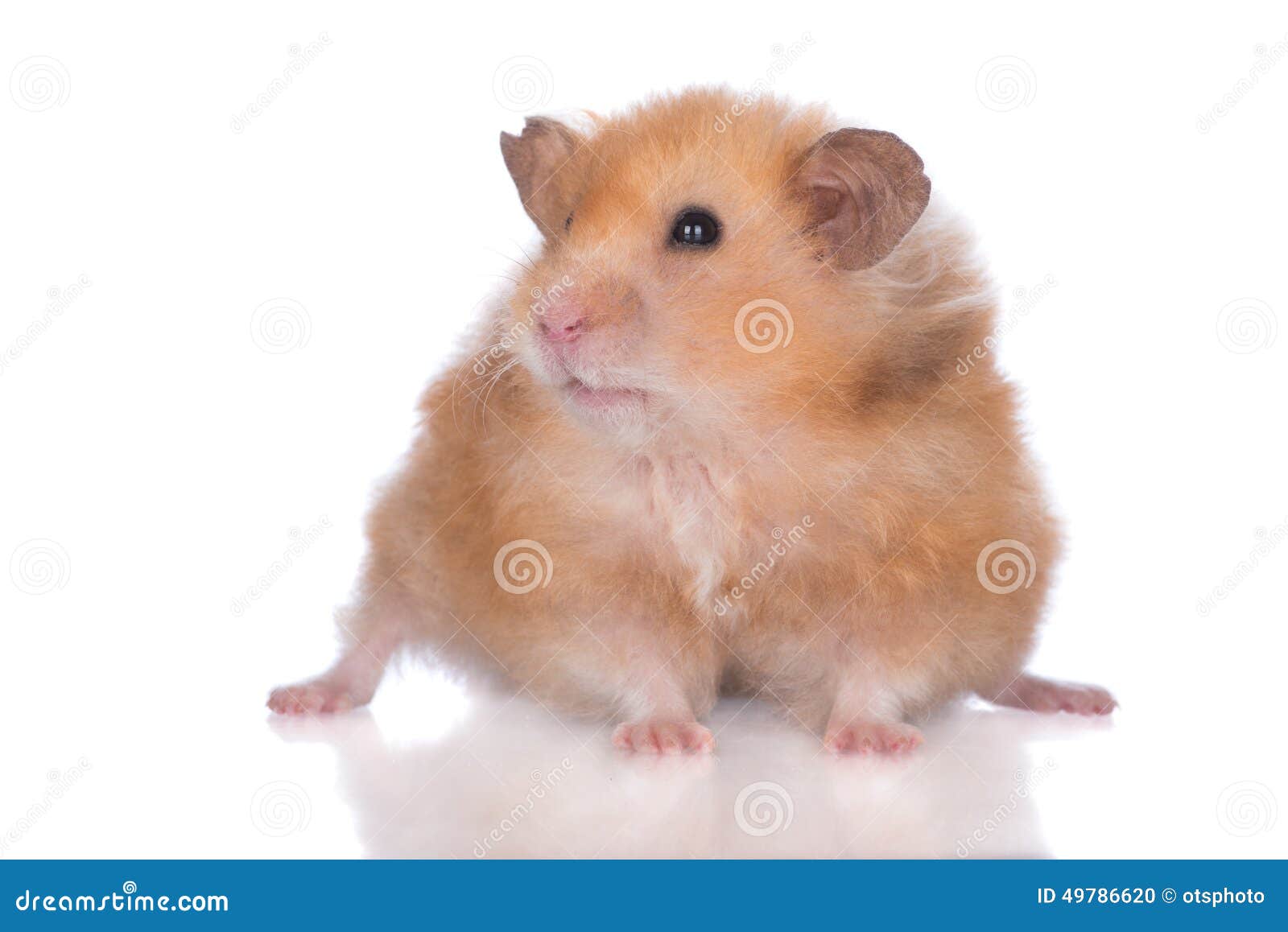 Hámster en blanco foto de archivo. Imagen de vida, piel - 49786620