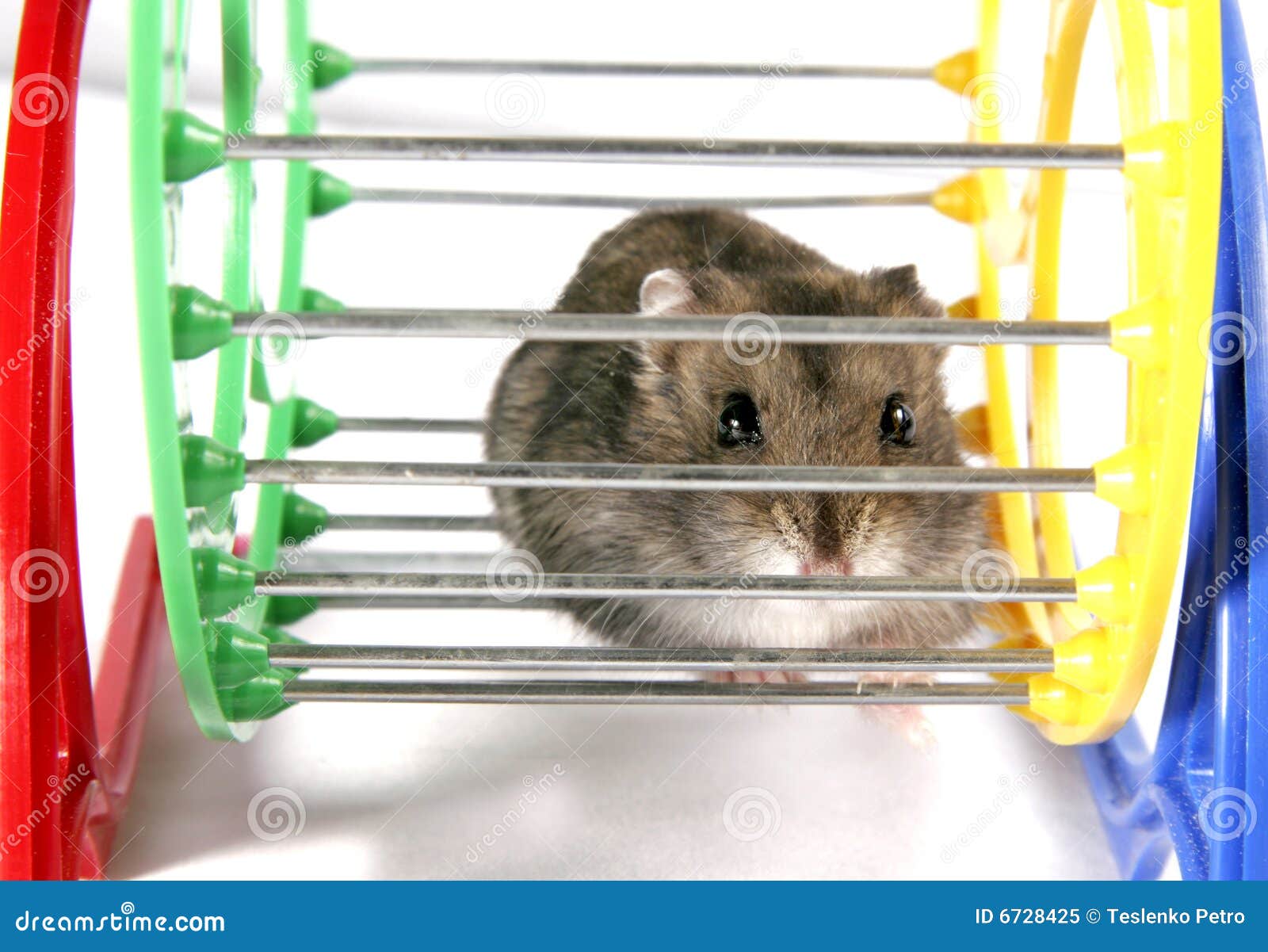Hámster en rueda imagen de archivo. Imagen de piel, animales - 6728425