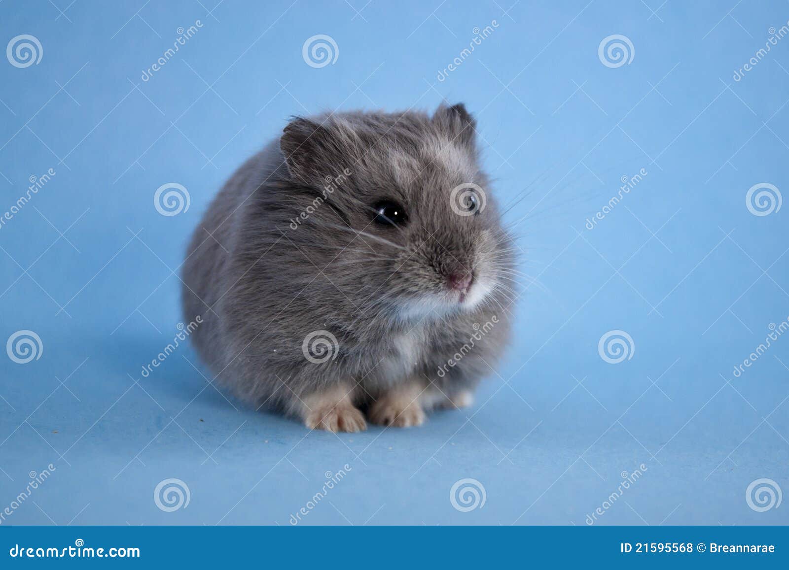 Hámster enano azul foto de archivo. Imagen de bolsillo - 21595568