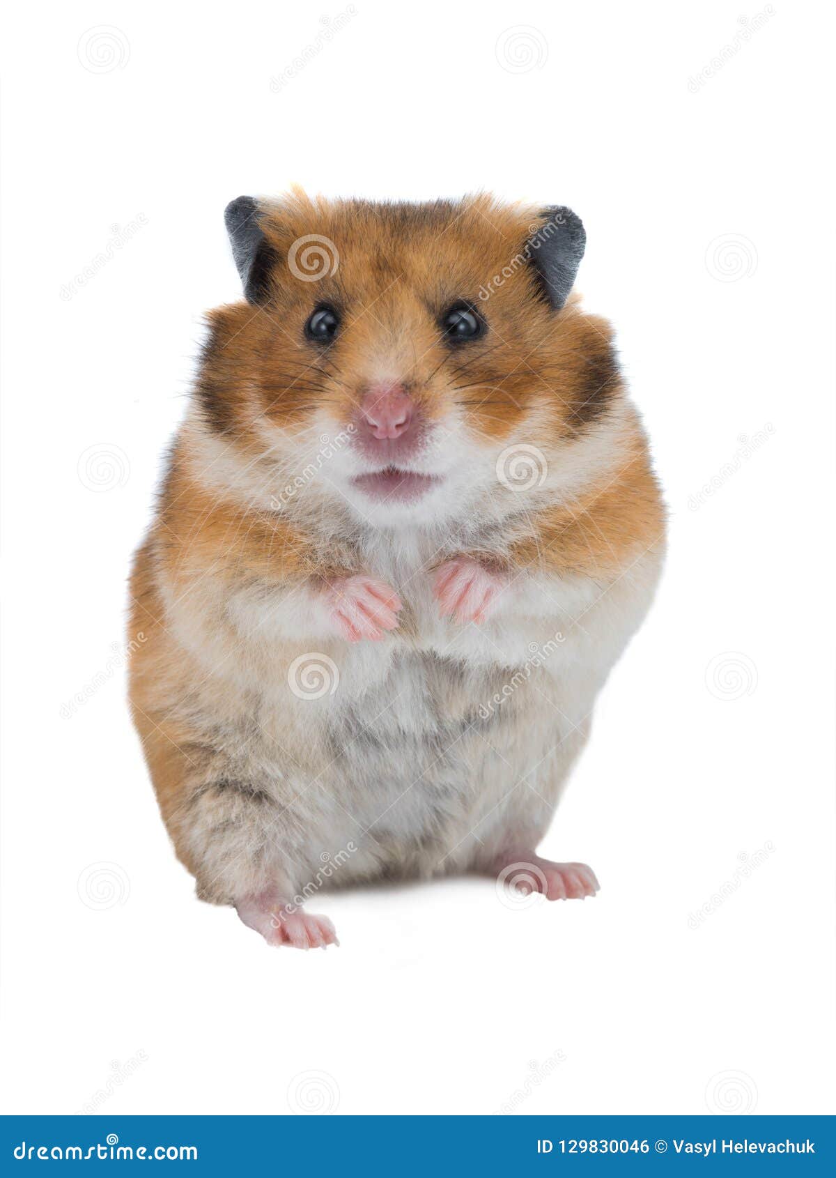 Hámster sirio aislado foto de archivo. Imagen de poco - 129830046