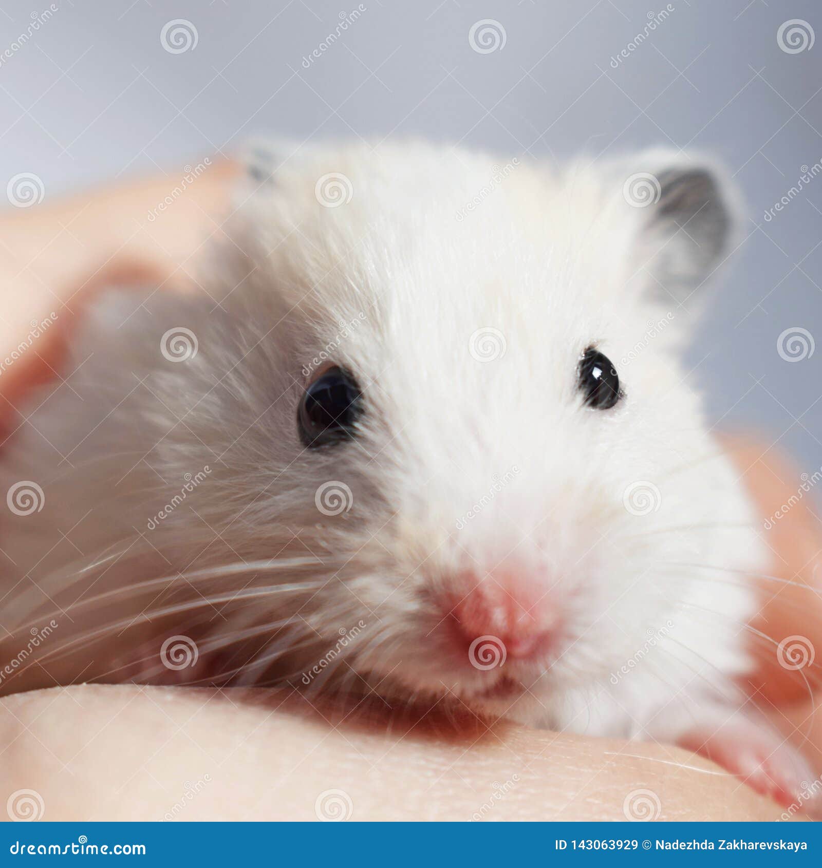 Hámster sirio blanco imagen de archivo. Imagen de cubo - 143063929