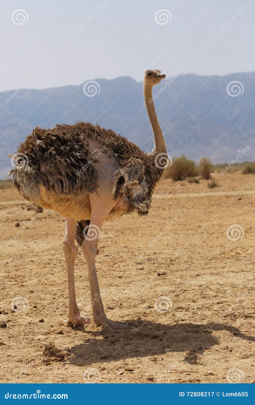 Härlig struts i öknen fotografering för bildbyråer. Bild av struts ...