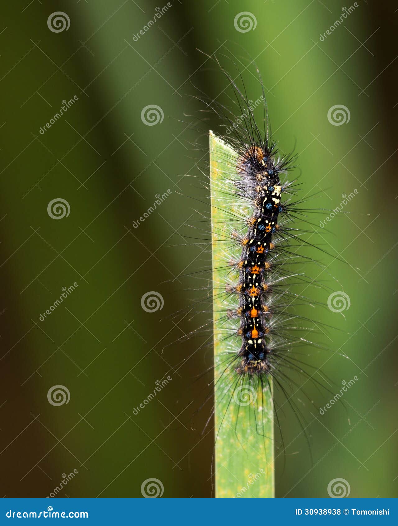 Hårig larv arkivfoto. Bild av fläckar, matning, svart - 30938938