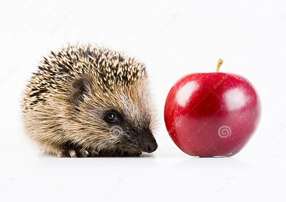 Hérisson image stock. Image du pointu, épine, animal, fruits - 2190675