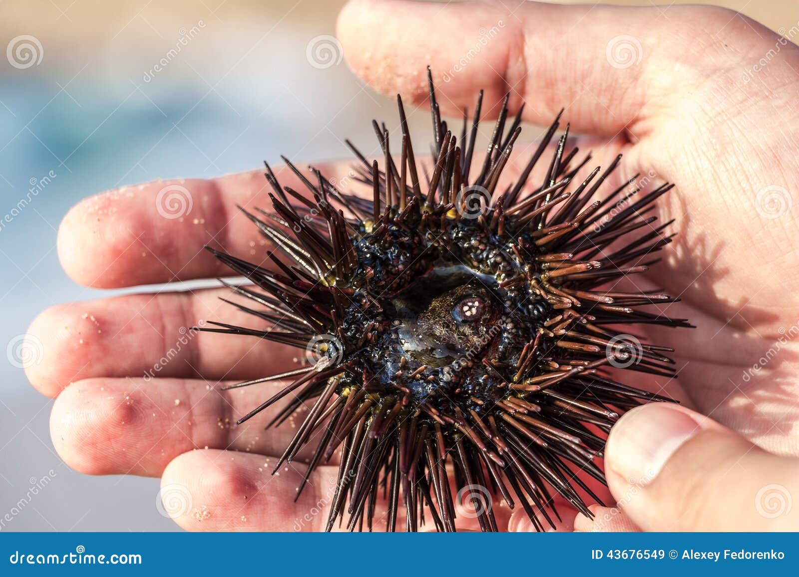 Hérisson De Mer (oursin) En Costa Dorada, Espagne Image stock - Image ...