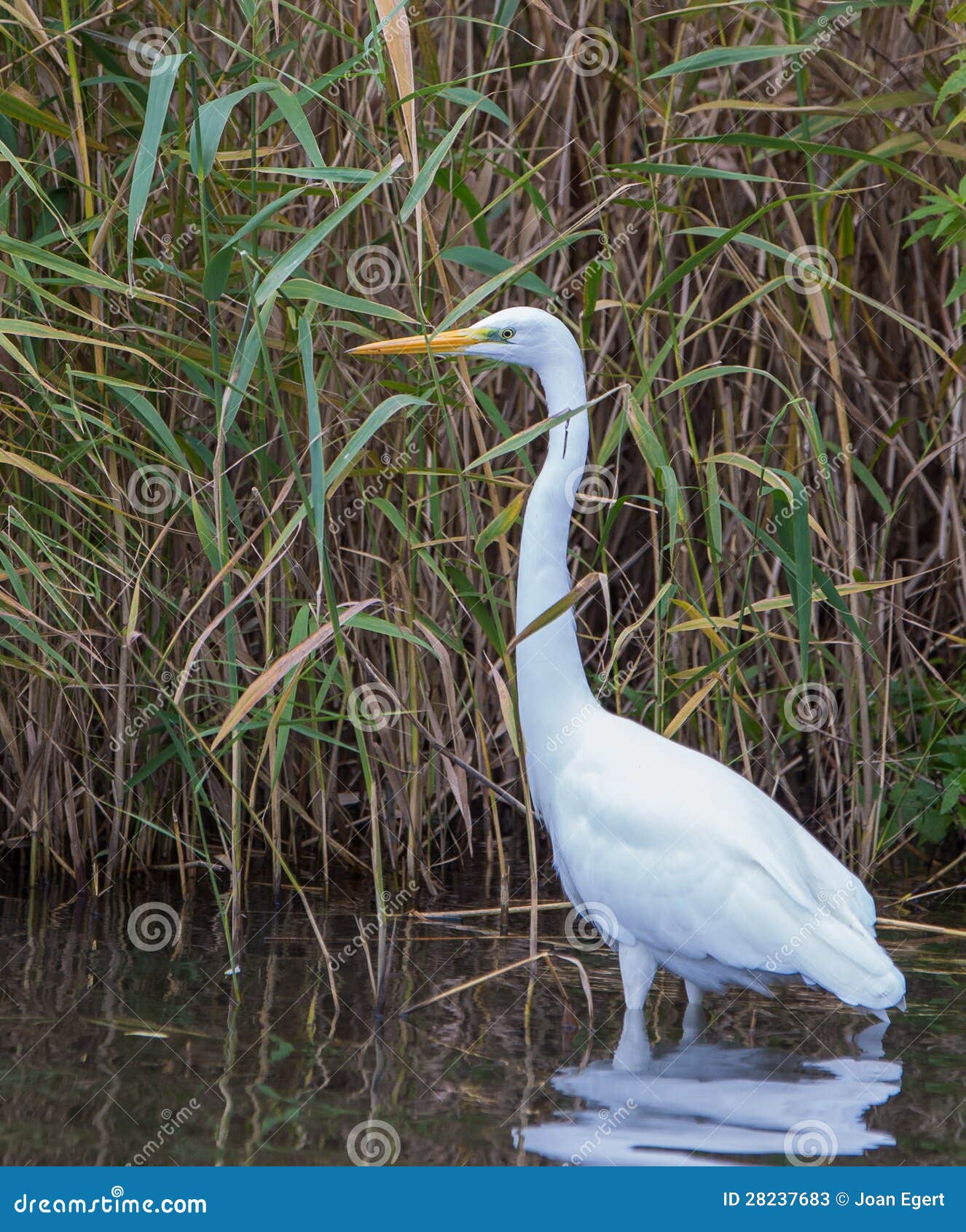 Héron blanc grand image stock. Image du europe, animal - 28237683