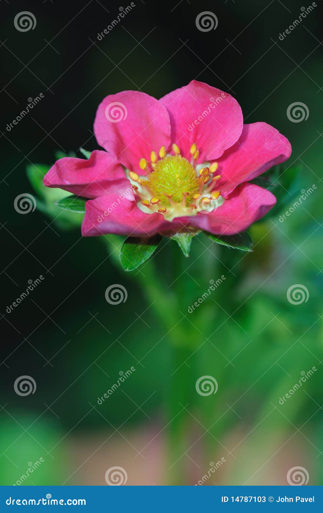 Híbrido De Florescência Da Morango Com Flor Cor-de-rosa Imagem de Stock ...