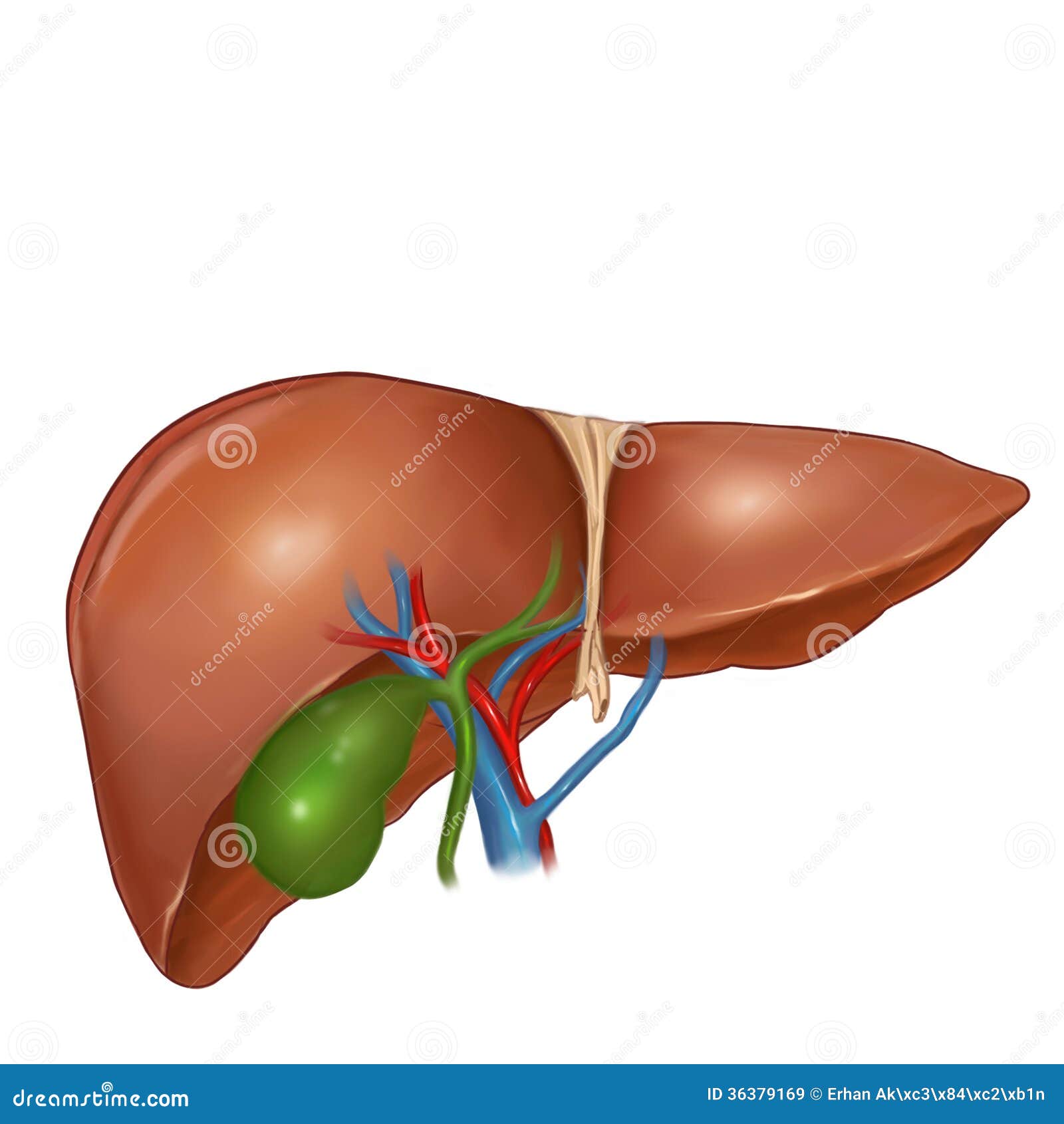 Hígado Imágenes de archivo libres de regalías - Imagen: 36379169