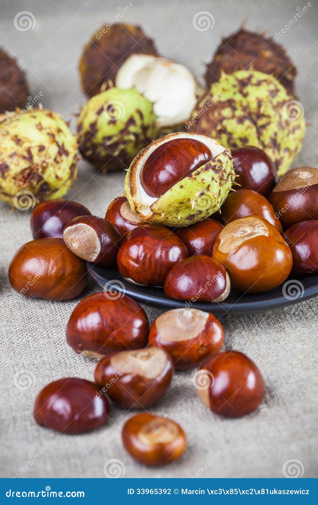 Höstbild av kastanjer arkivfoto. Bild av mutter, kanfas - 33965392