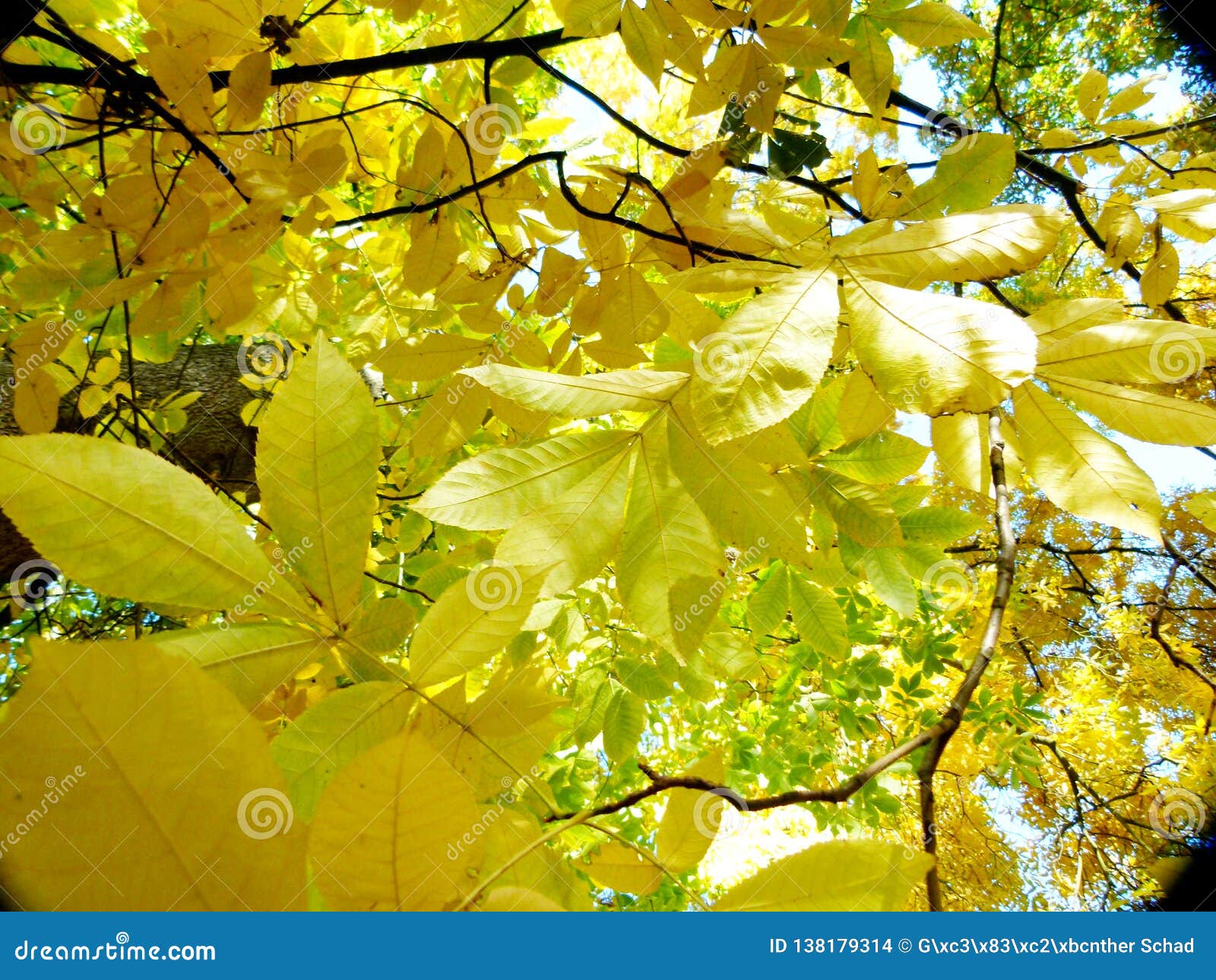 Golden-yellow Discolored Chestnut Leaves in Autumn in Full Sunlight ...