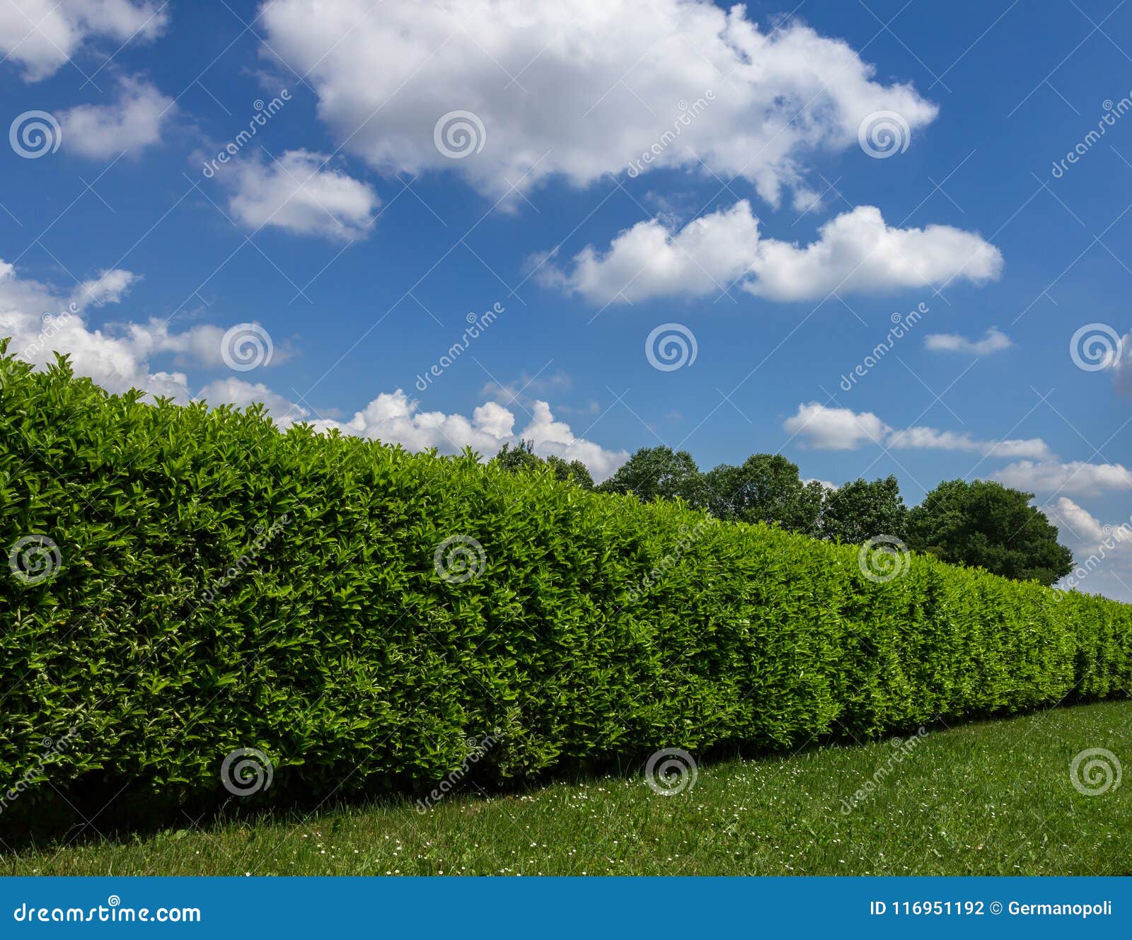 Haag tegen de hemel stock foto. Image of snijden ...