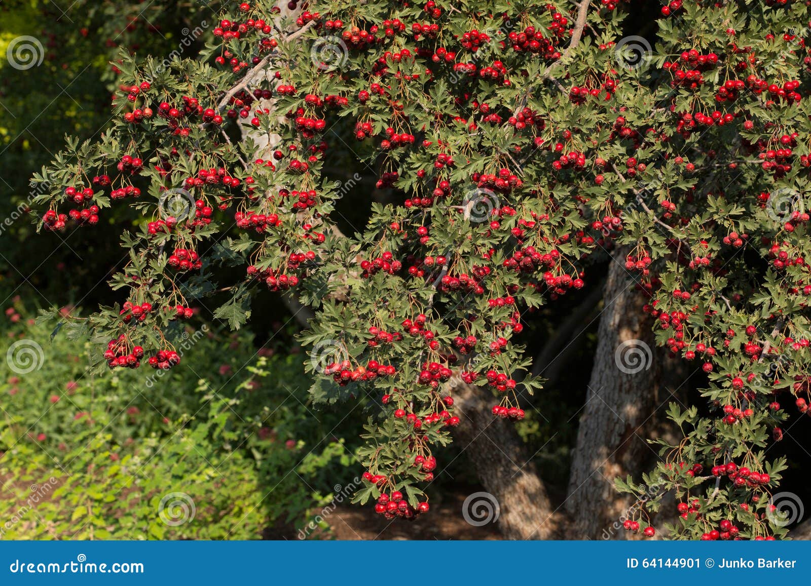 Haagdoornboom (Crataegus Oxyacantha) Stock Afbeelding - Image of bloem ...