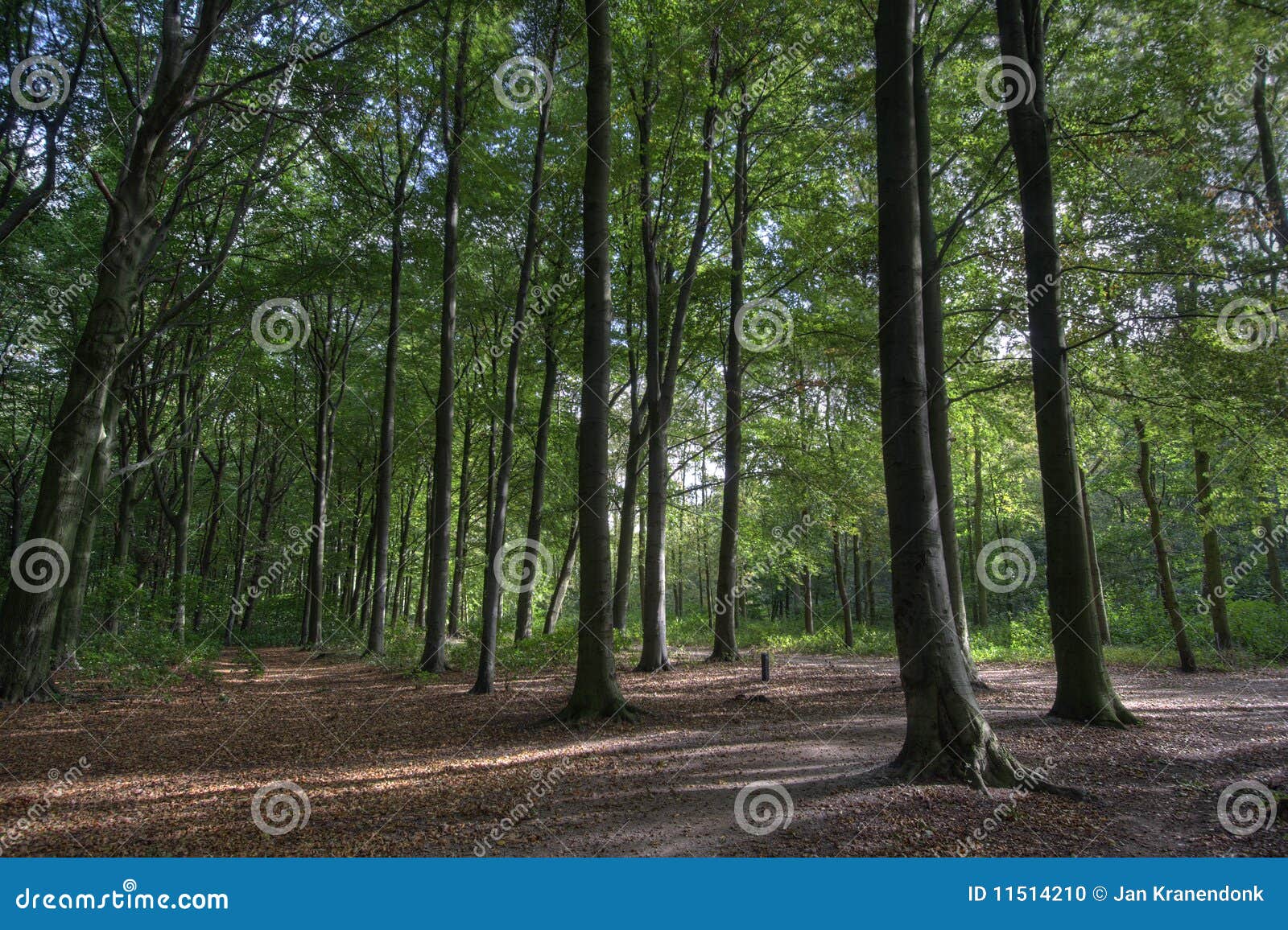 Haagse Bos stock photo. Image of dense, season, haagse - 11514210