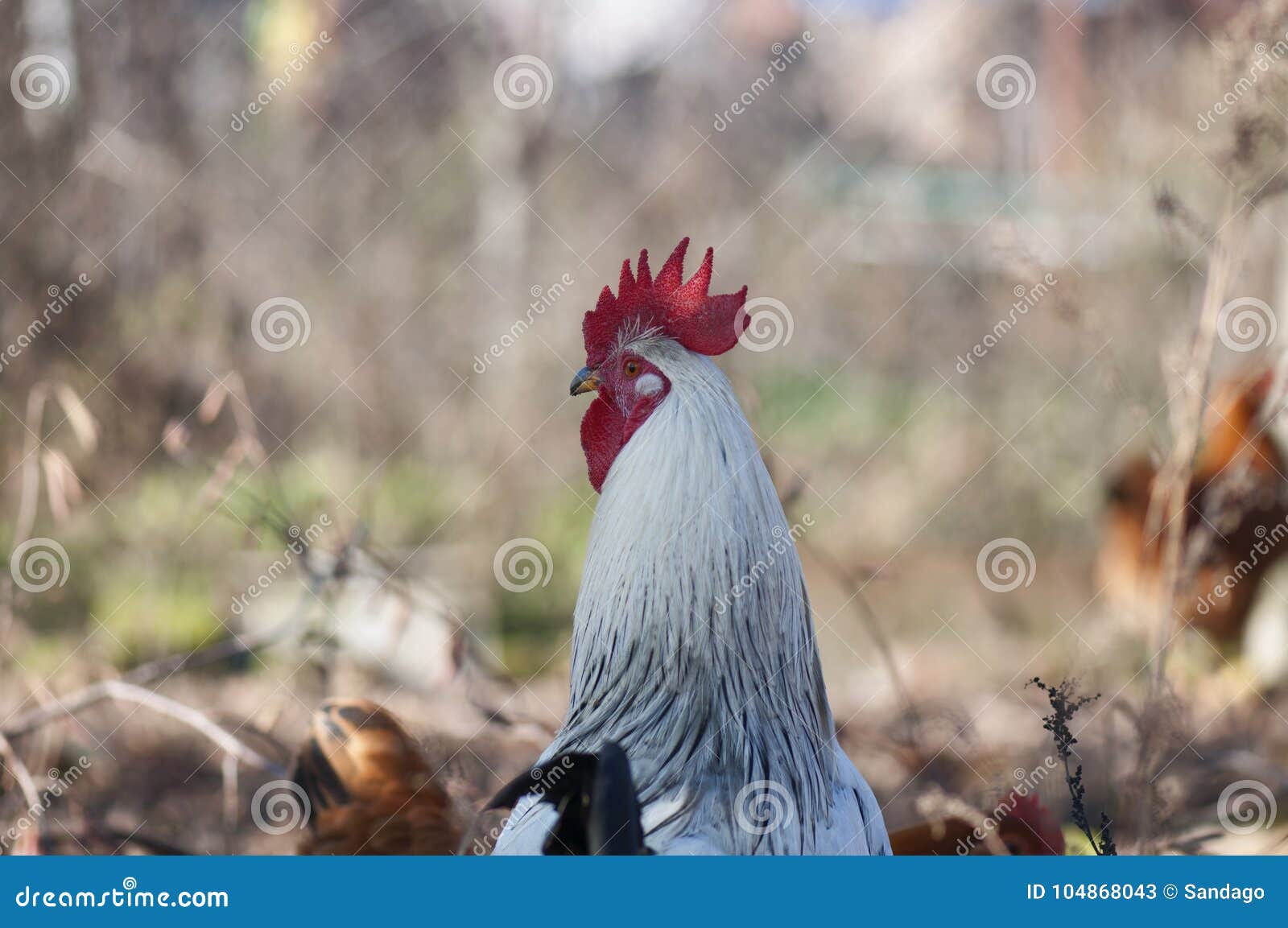 Haan stock afbeelding. Image of vertoning, sluit, veer - 104868043