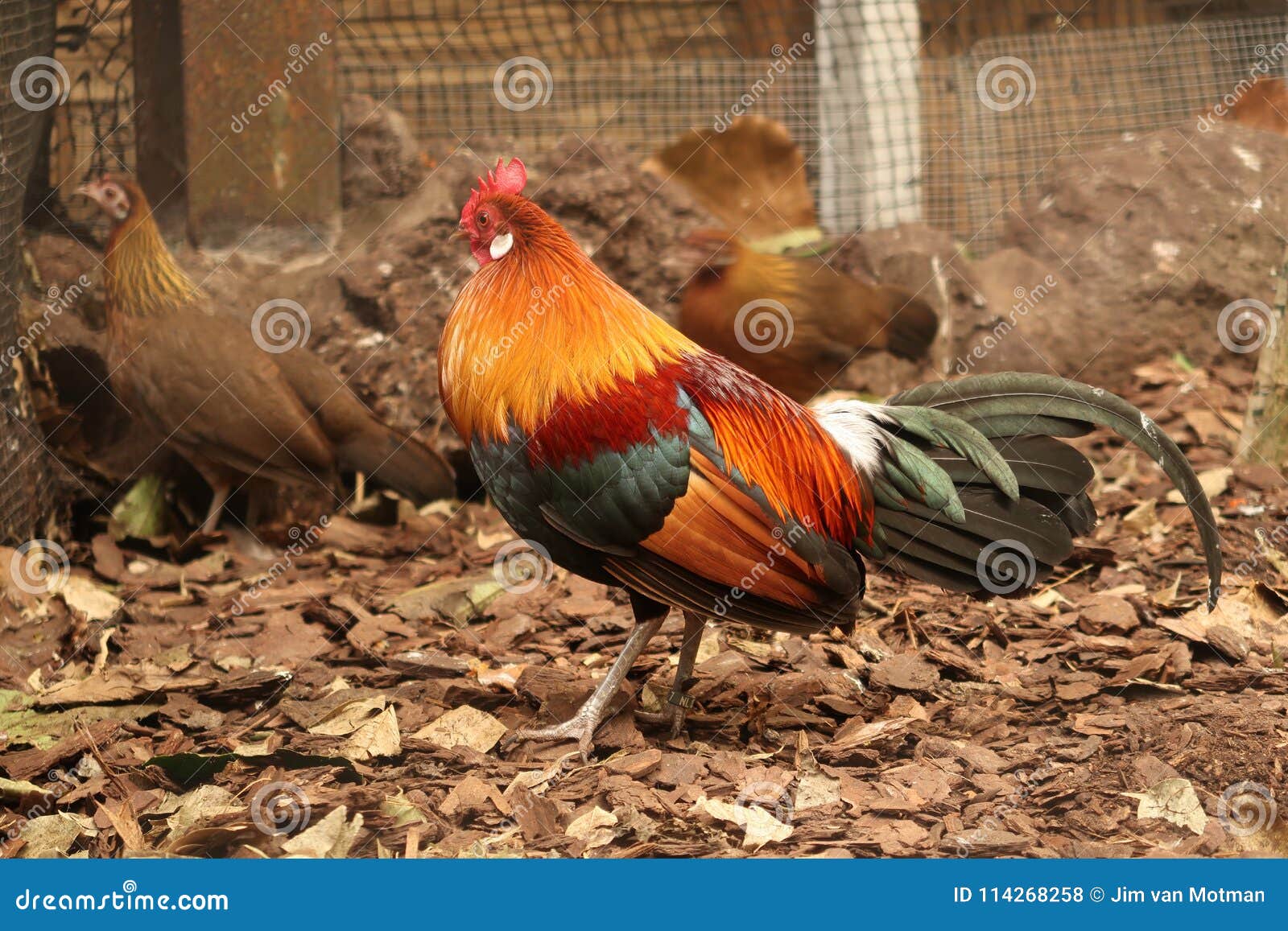 Haan stock foto. Image of haan, vogel, buiten - 114268258