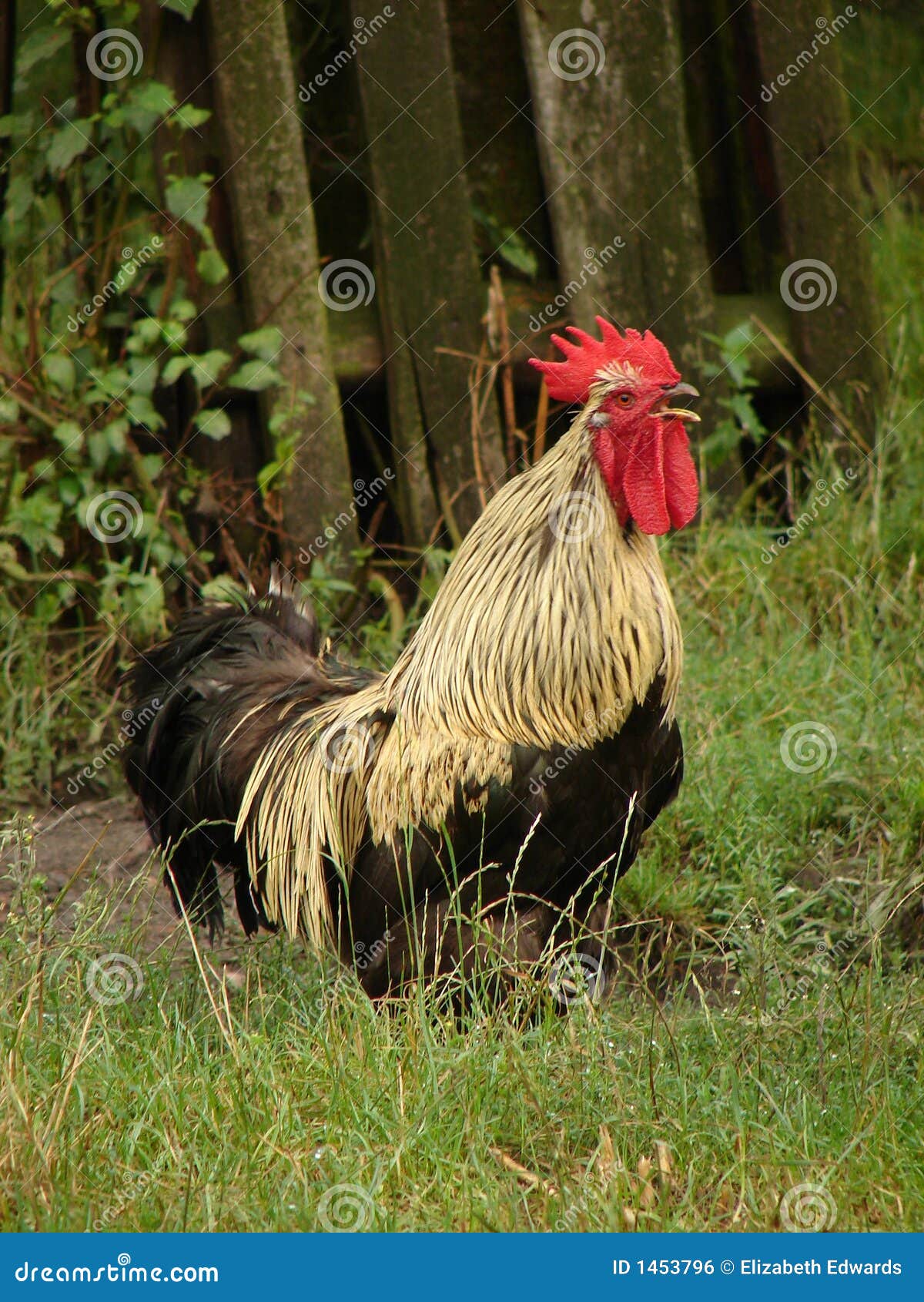 Haan stock foto. Image of haan, vogel, vakantie, wild - 1453796