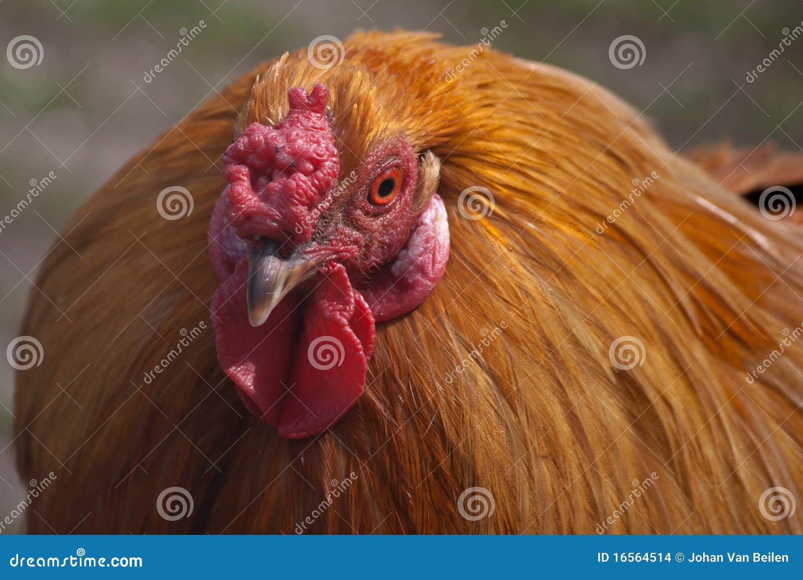 Haan stock foto. Image of nederlands, polygamie, rood - 16564514