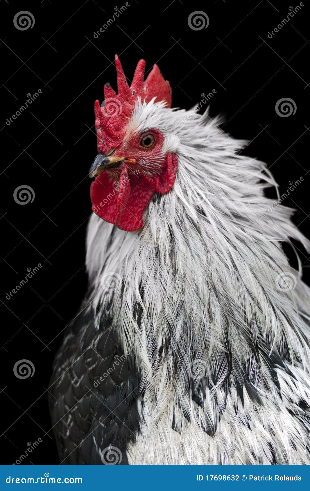 Haan stock foto. Image of veren, landbouwbedrijf, rood - 17698632