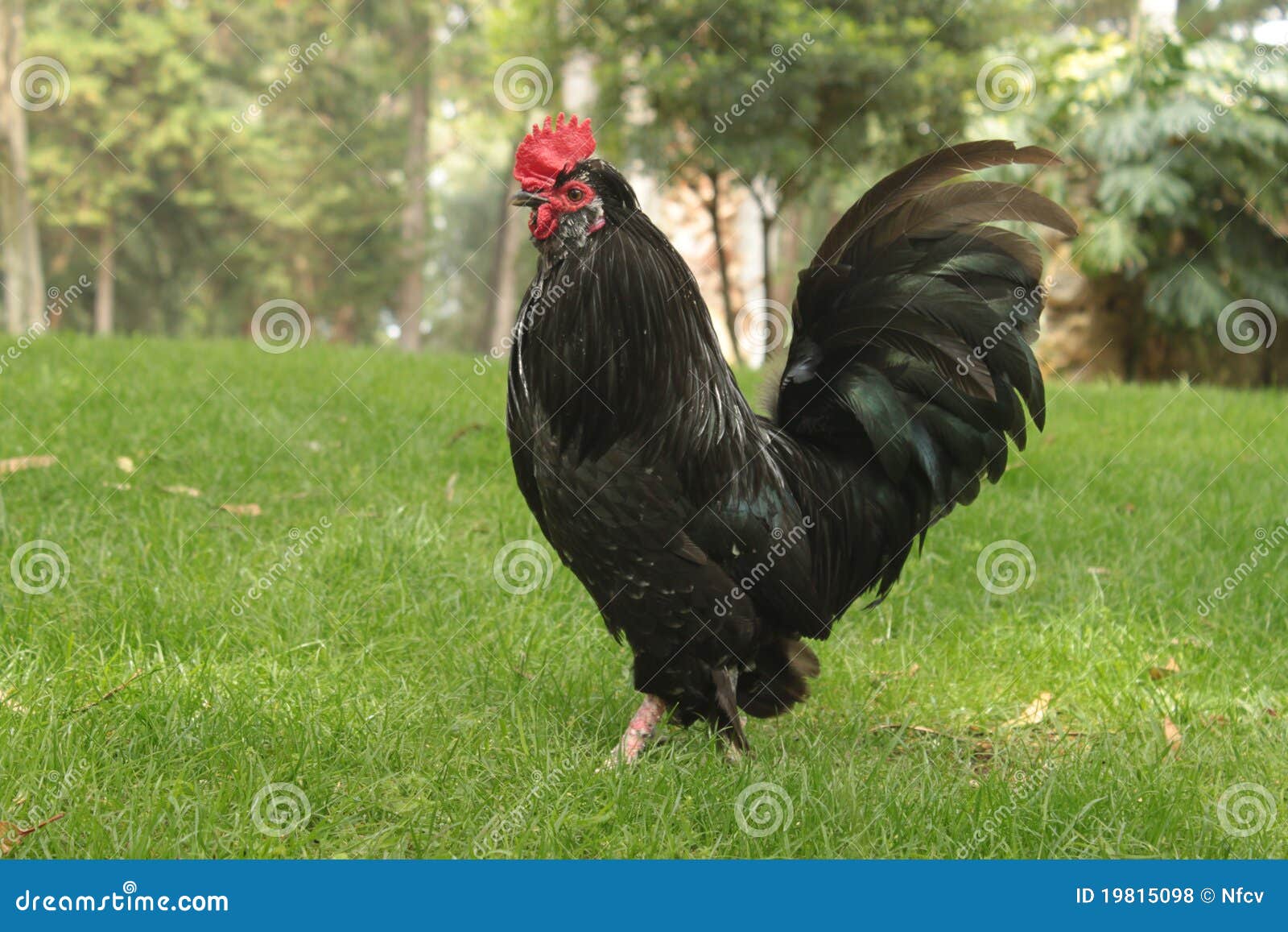 Haan stock foto. Image of tuin, hanen, zomer, wild, veer - 19815098