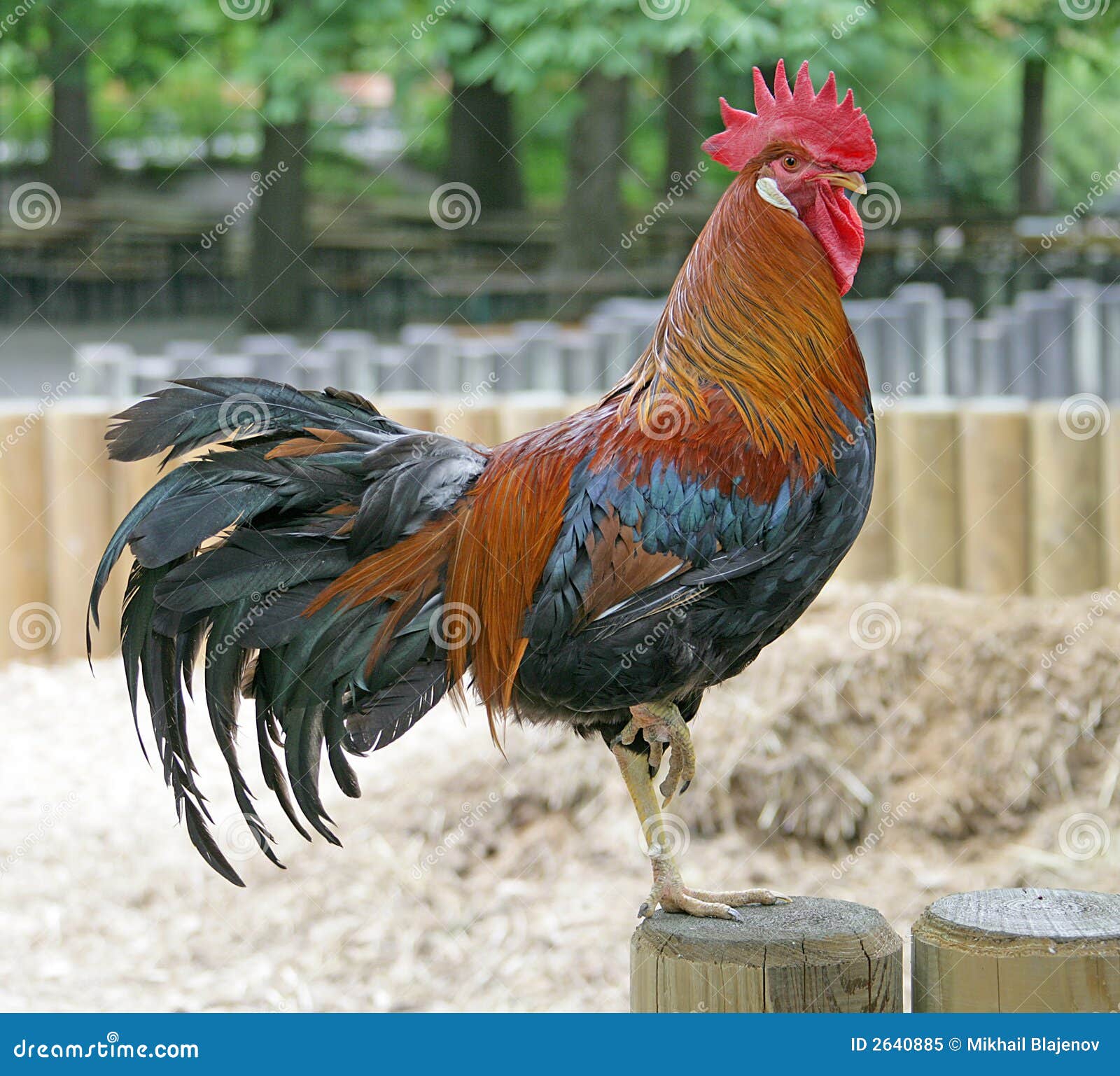 Haan 2 stock afbeelding. Image of veer, aansporing, haan - 2640885