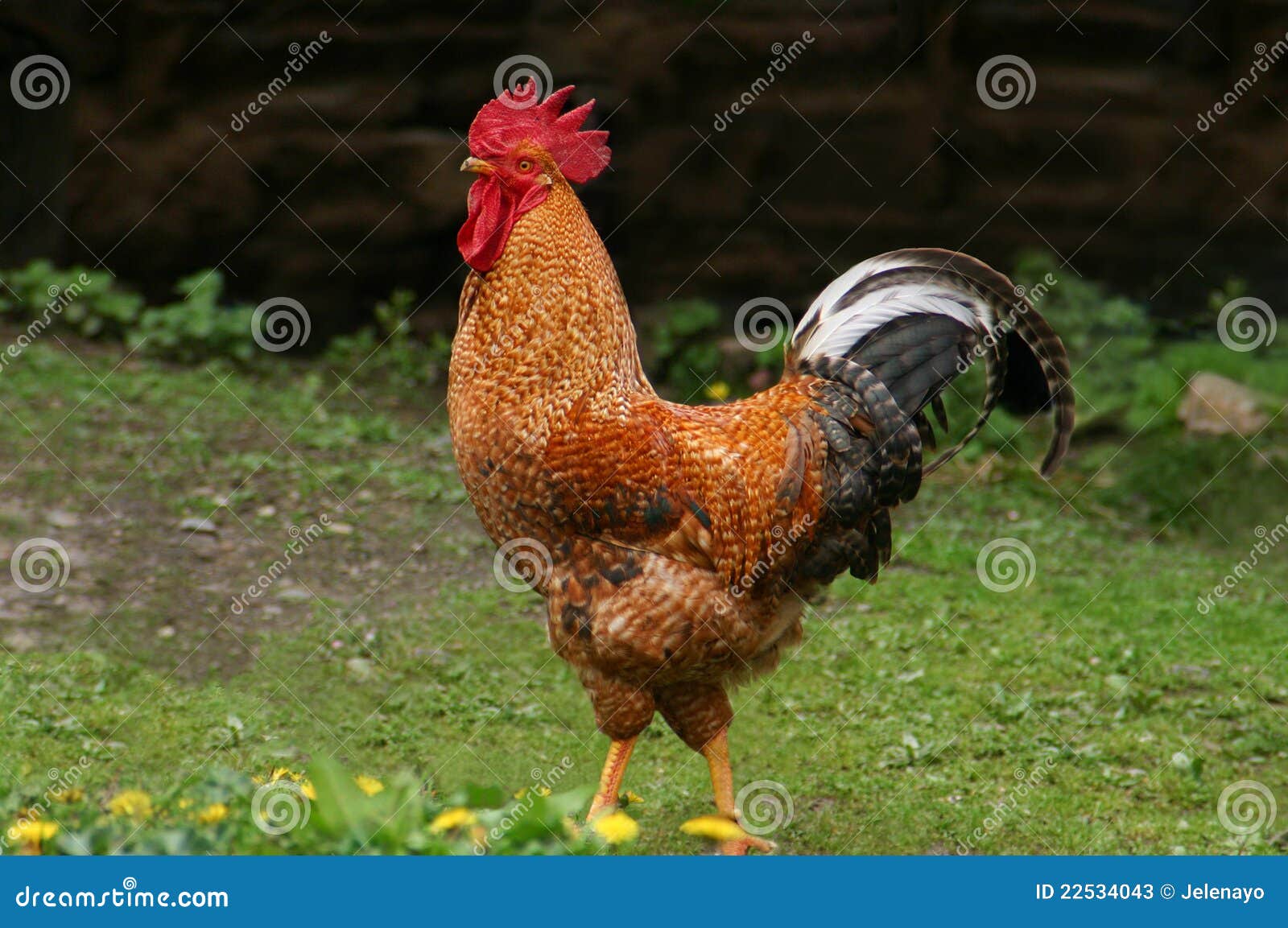 Haan stock afbeelding. Image of buiten, elegant, vlees - 22534043