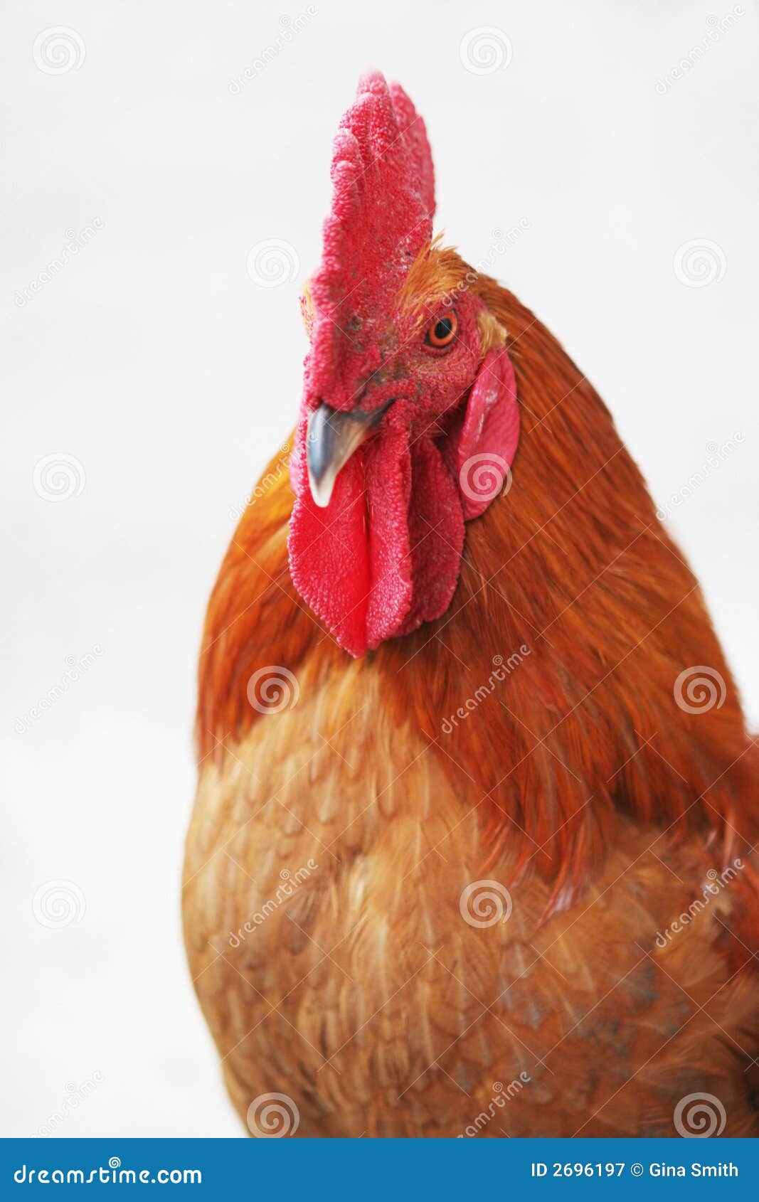 Haan stock afbeelding. Image of platteland, kleurrijk - 2696197