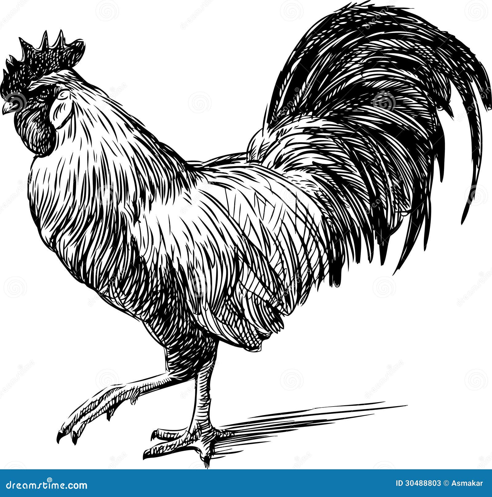 Haan vector illustratie. Illustration of schets, vogel - 30488803