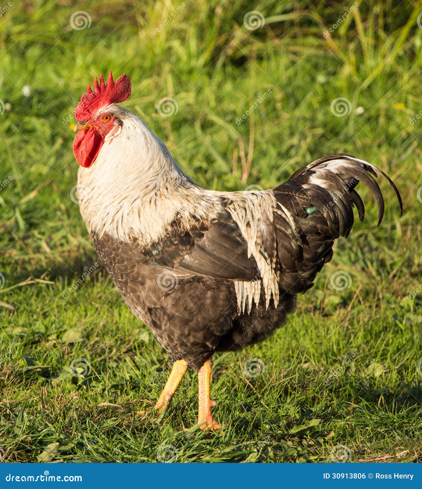 Haan stock foto. Image of gevogelte, vogel, mannetje - 30913806