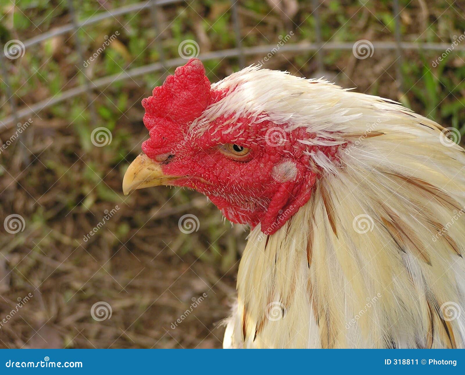 Haan stock afbeelding. Image of landbouwbedrijf, levend - 318811
