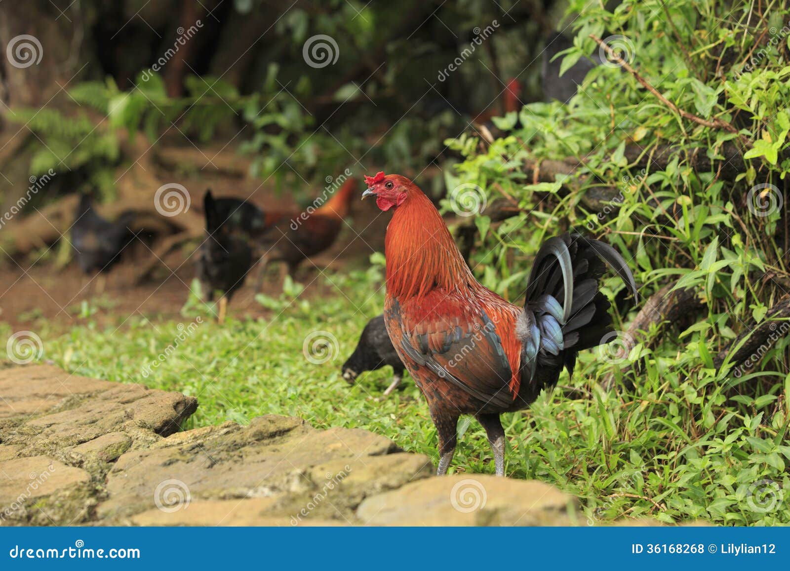 Haan stock foto. Image of lepel, gras, gevogelte, nave - 36168268