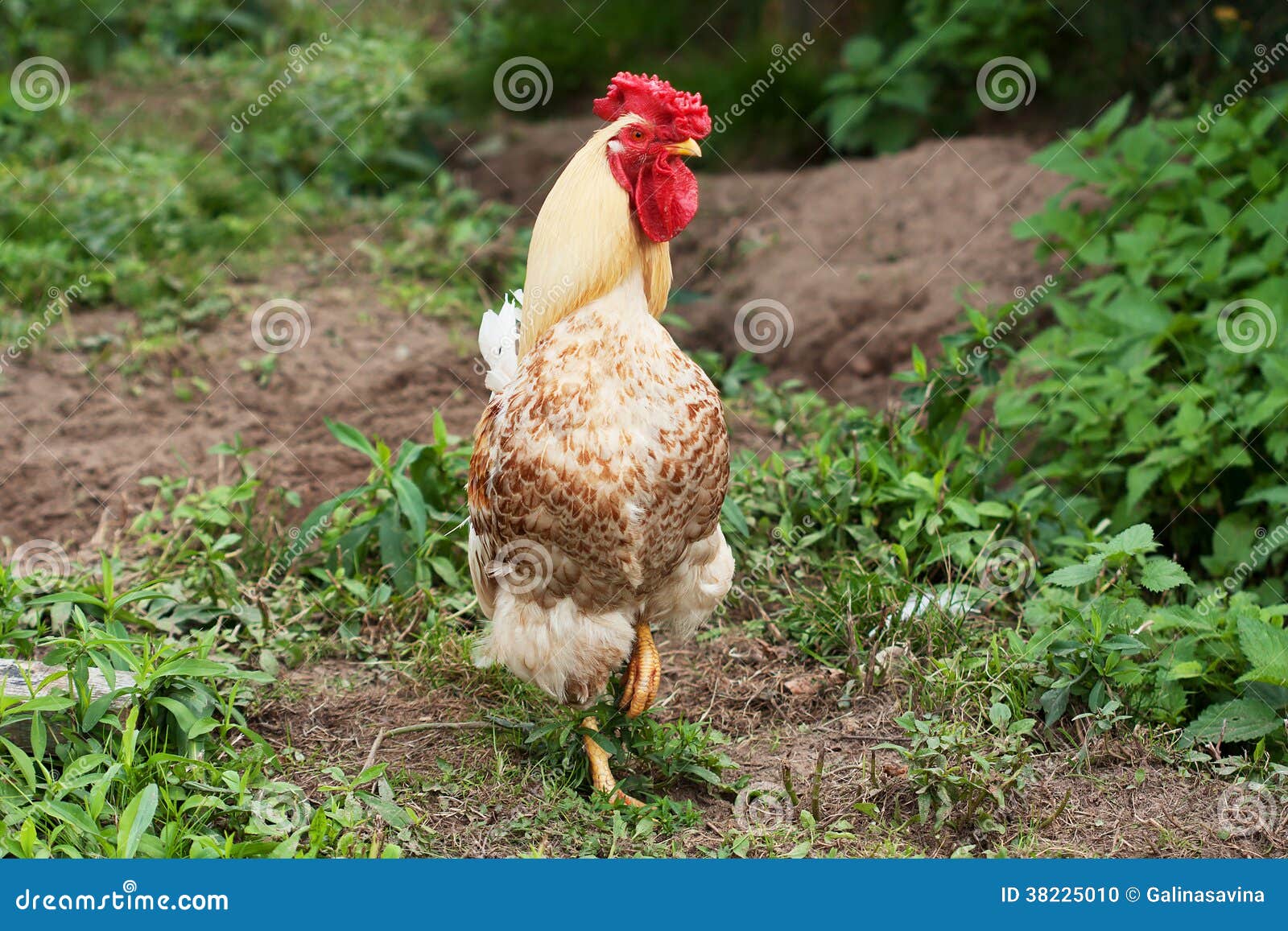 Haan. stock foto. Image of ochtend, huis, huilen, luid - 38225010