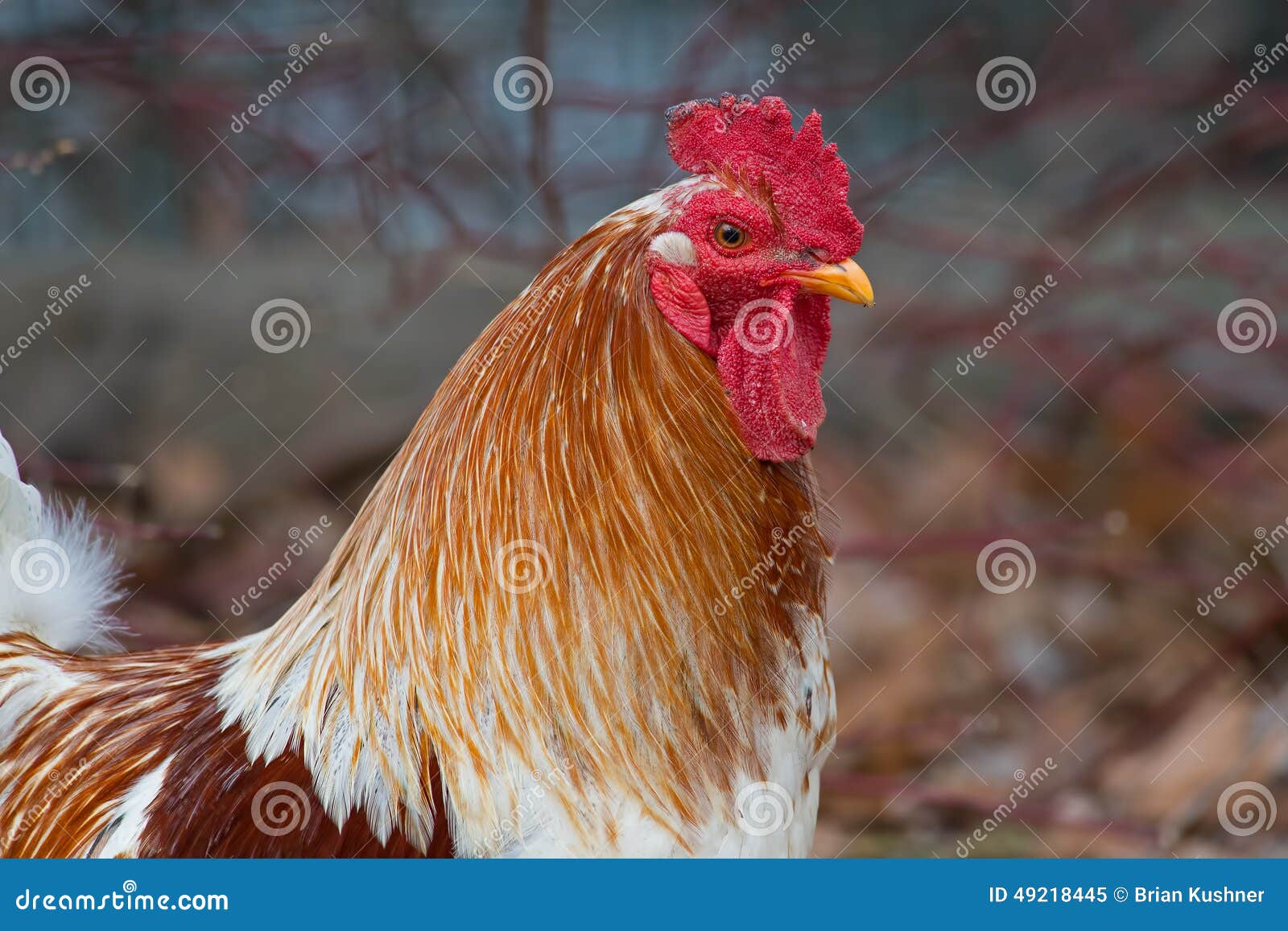 Haan stock afbeelding. Image of landbouwbedrijf, isoleer - 49218445