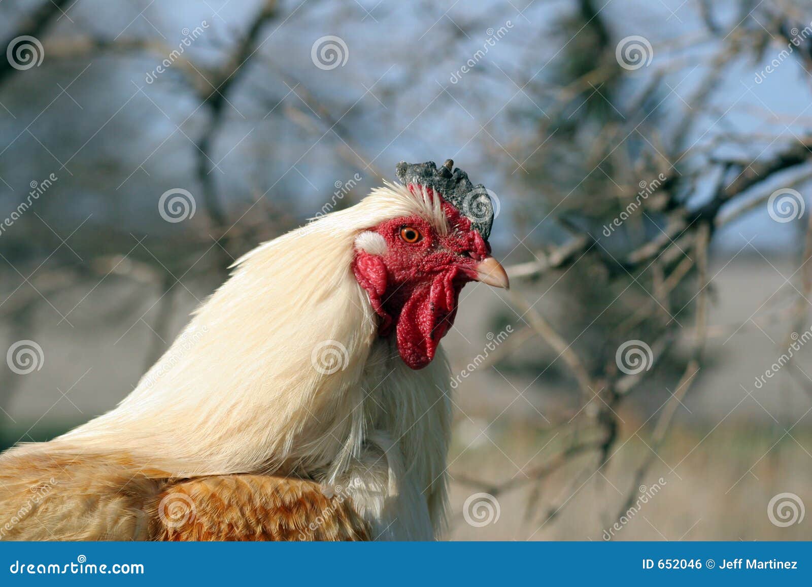 Haan stock foto. Image of landbouwbedrijf, vogel, openlucht - 652046