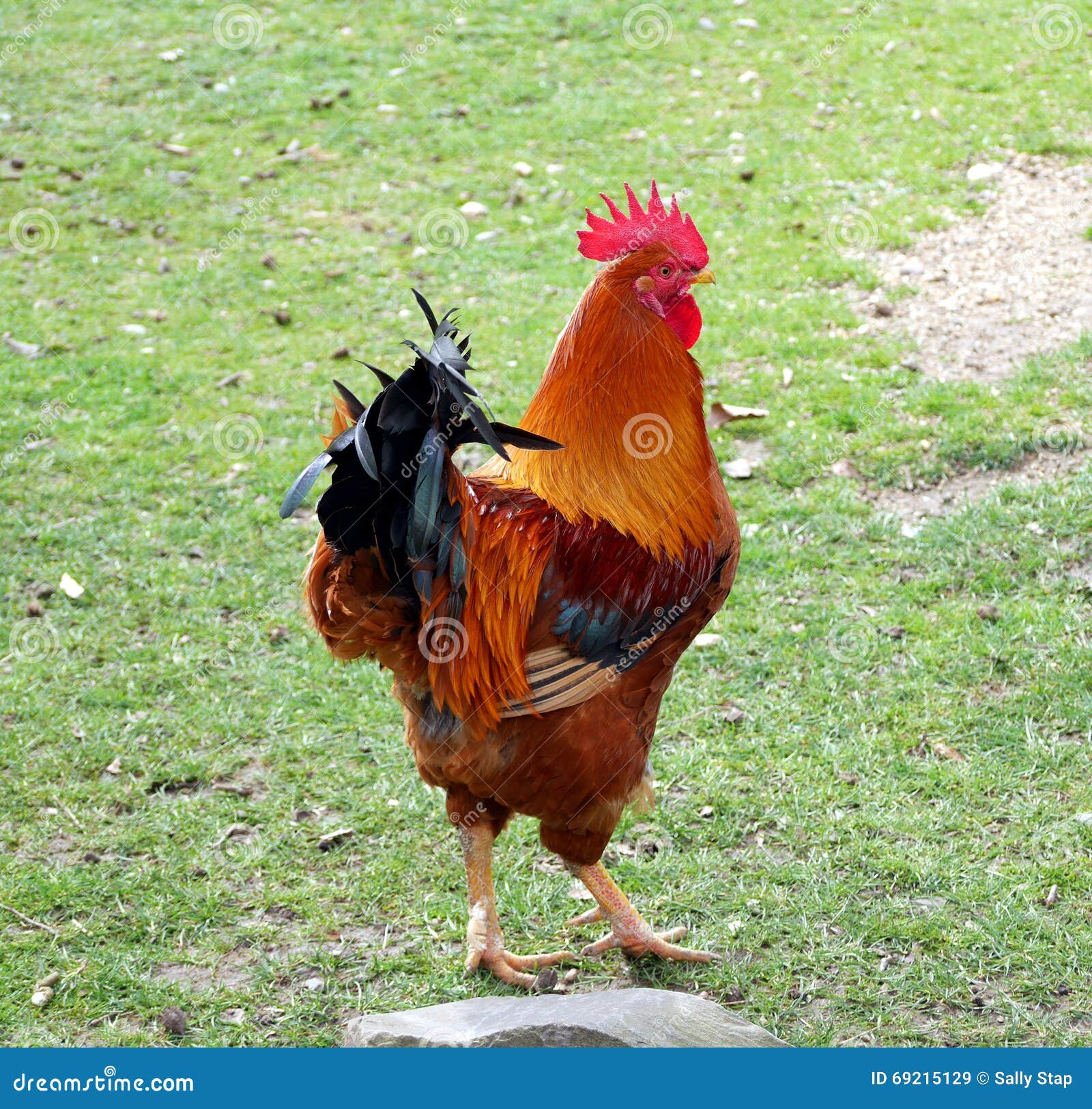 Haan stock afbeelding. Image of landbouwbedrijf, werf - 69215129